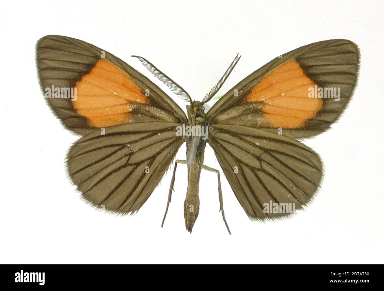 Pinned, Bolivia, Nelo ino Thierry-Mieg, 1893, Animalia, Arthropoda ...