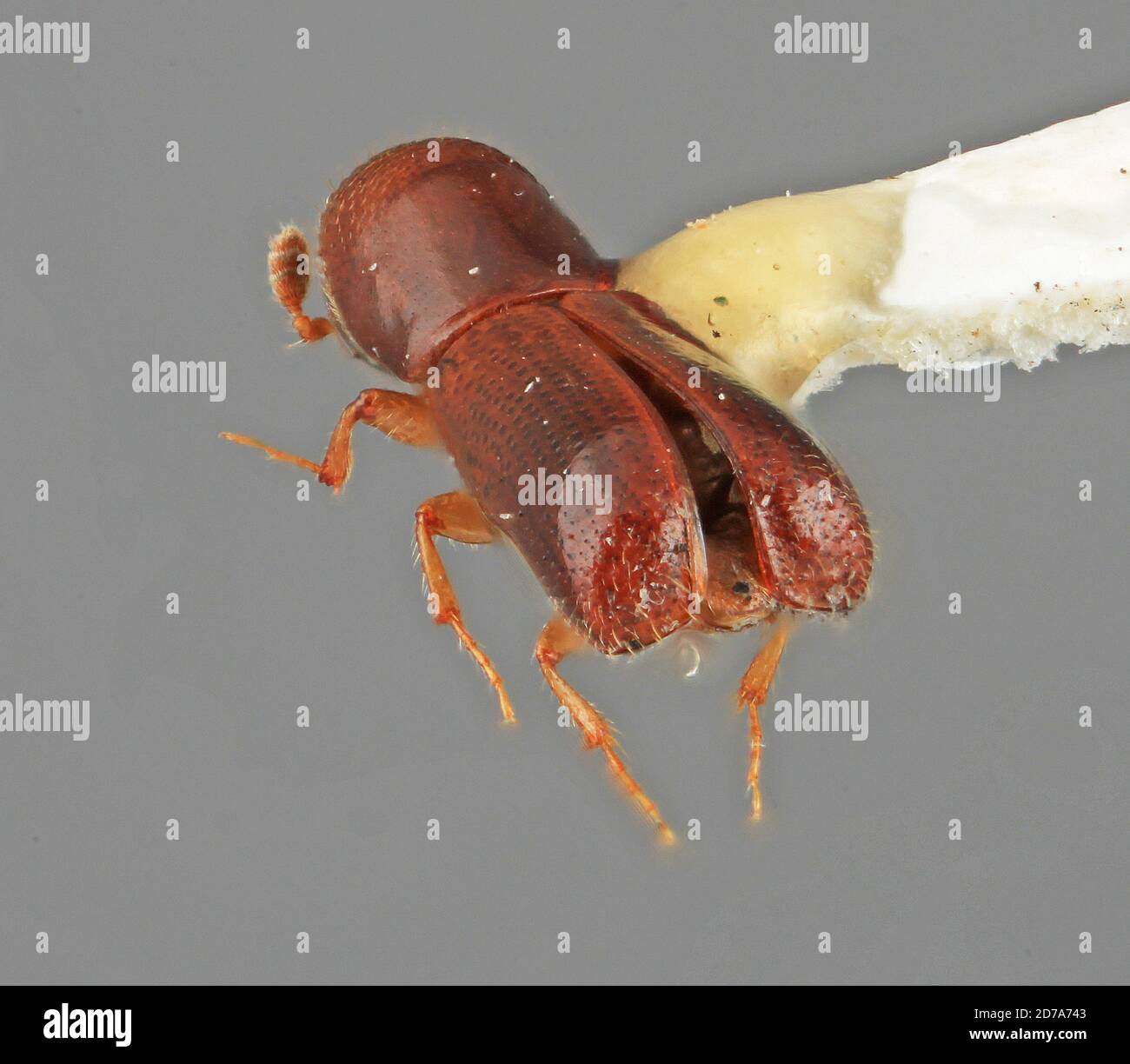 Pinned, Volcan, Punt. 3000ft. XII-11-1963 S.L.W., Puntarenas, Costa Rica, Gnathotrupes crecentus ...