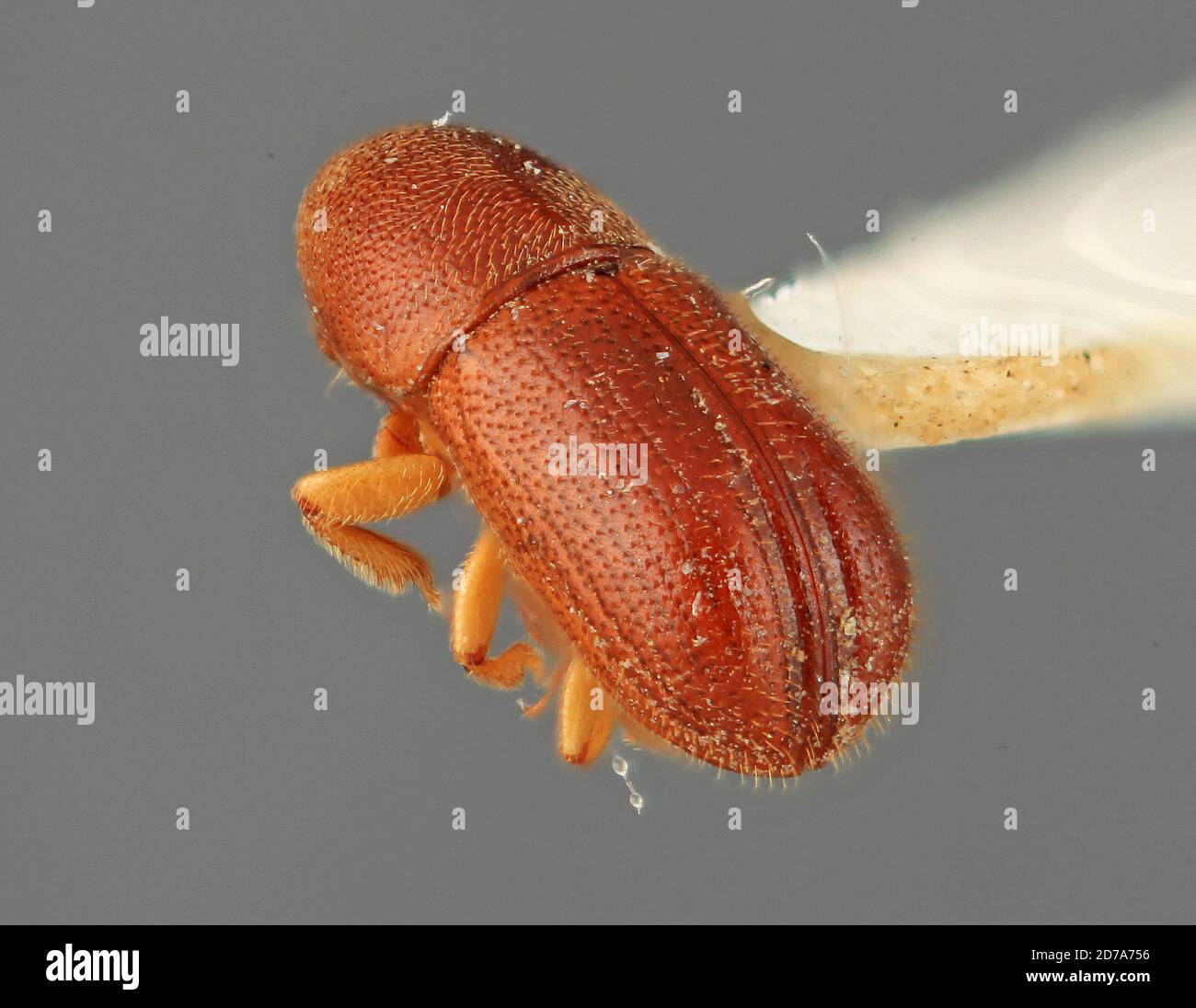 Araptus insinuatus wood hi-res stock photography and images - Alamy