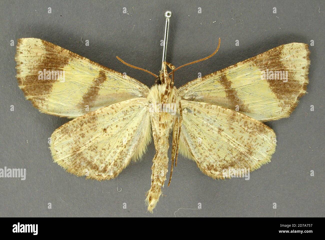 Pinned, Environs de Loja, Ecuador, Ecuador, Ischnopteryx joya Dognin ...