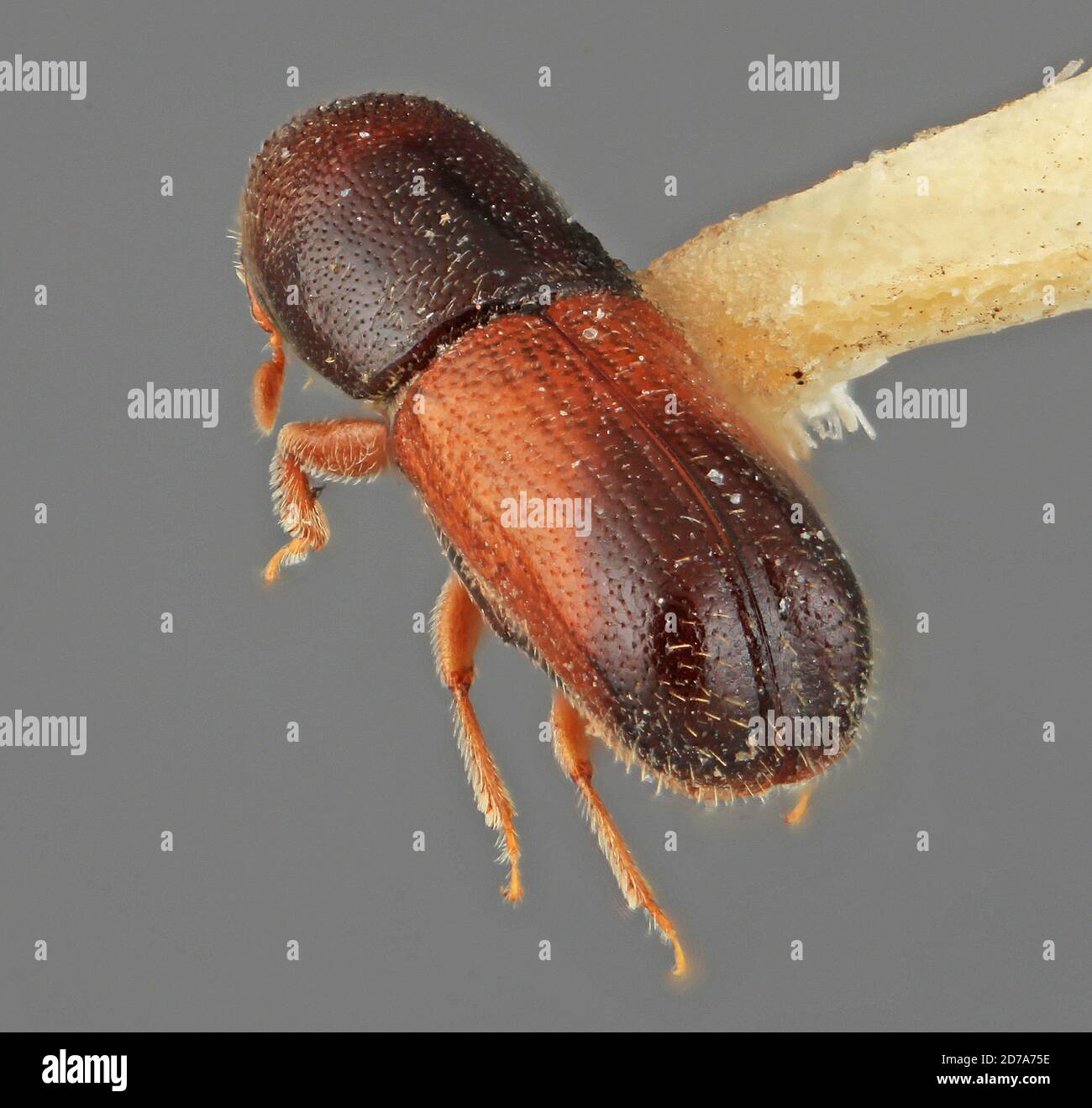 Araptus excavatus wood hi-res stock photography and images - Alamy