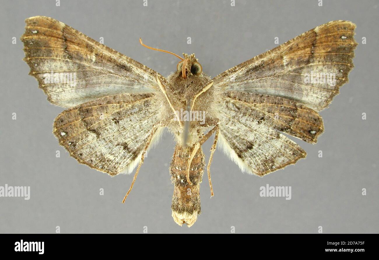 10 km s of barquisimeto hi-res stock photography and images - Alamy