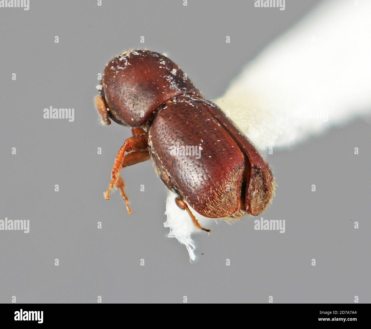 Microcorthylus curtus wood hi-res stock photography and images - Alamy