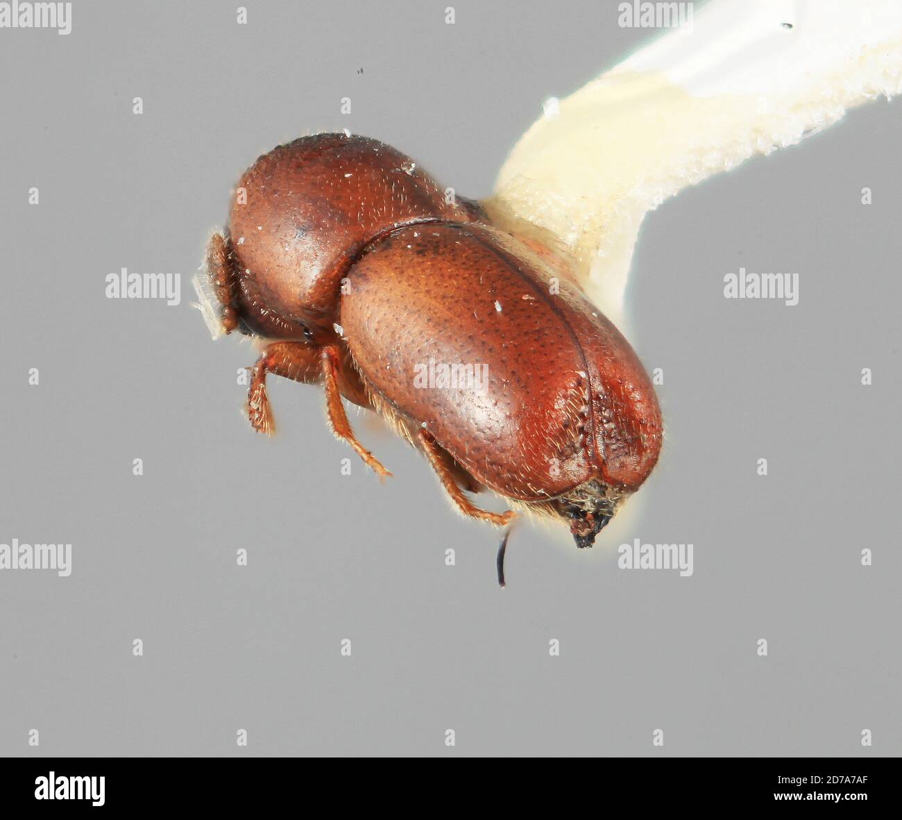 Pinned, Escasu, S.J. 4000ft. X-2-1963 S.L.Wood, San Jose, Costa Rica ...