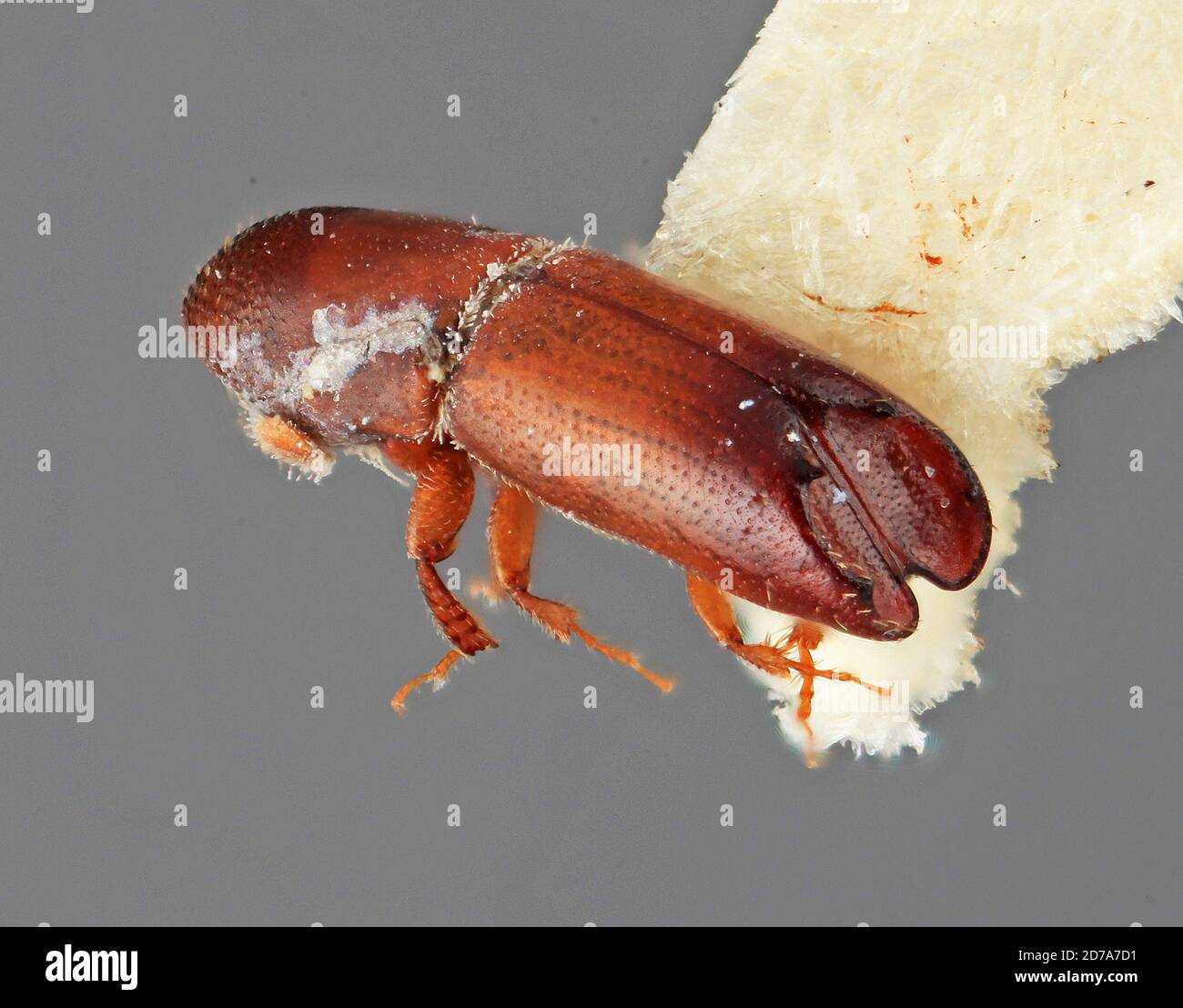 Pinned, Jalapa, Veracruz, Mexico, Monarthrum xalapensis Wood, 1987 ...