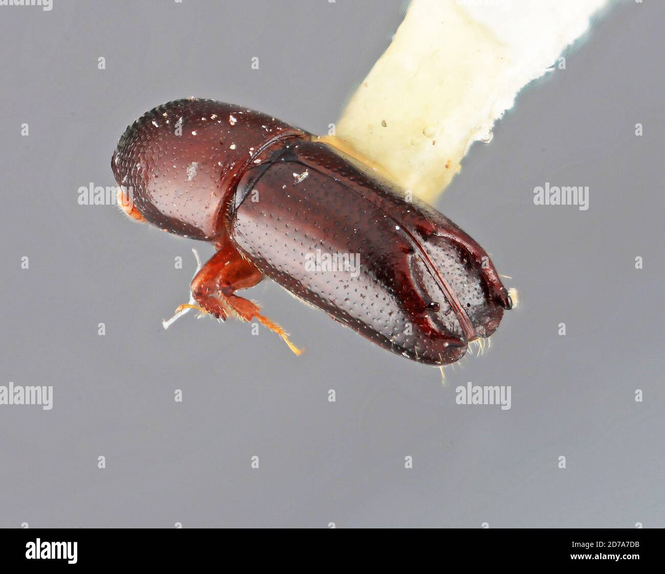 Pinned, Cartago, Costa Rica, Tricolus fenoris Wood, 1974, Animalia ...