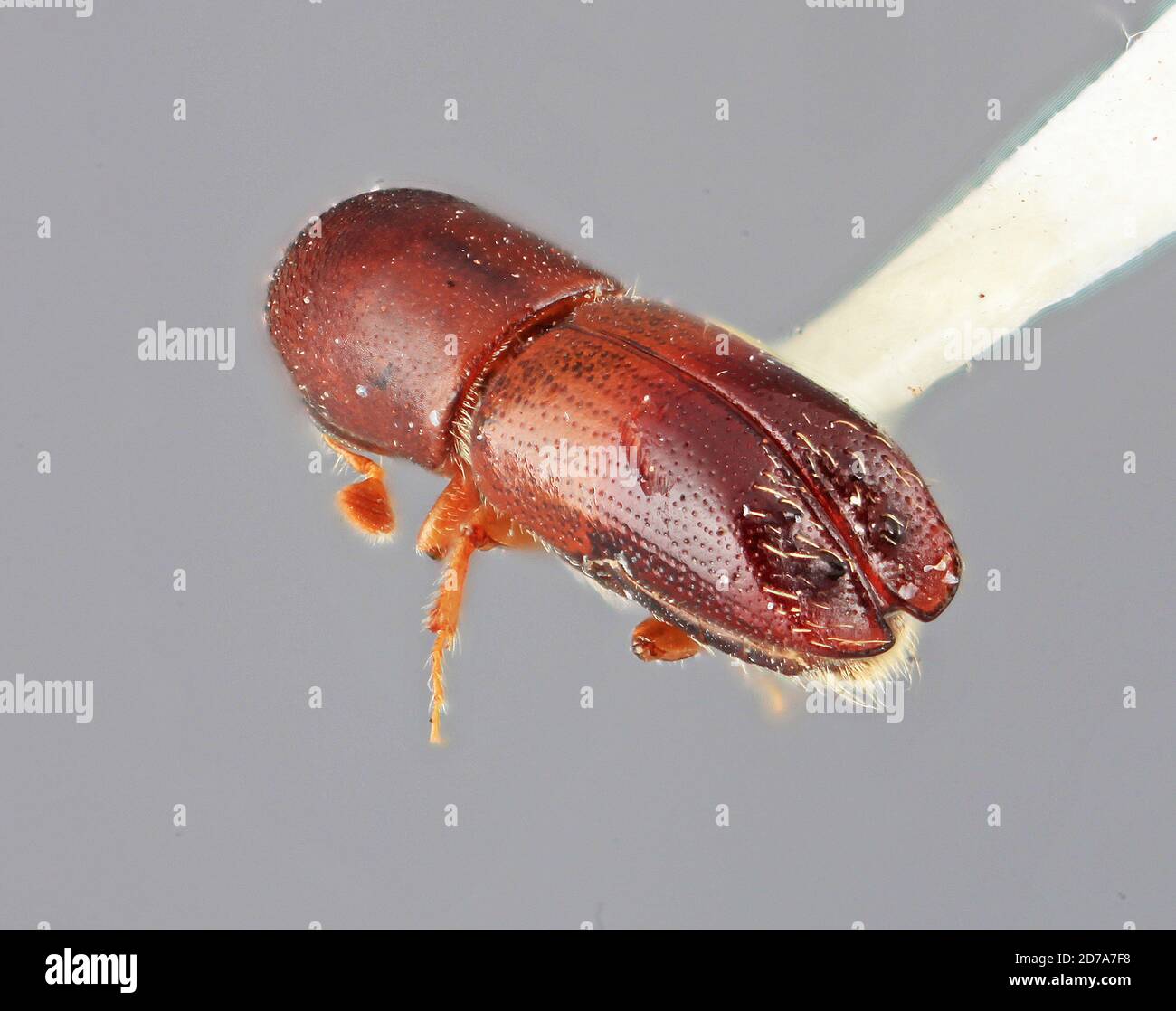 Pinned, SE slope of Mt. Colima XII-2-1948 E.S. Ross, Jalisco, Mexico ...