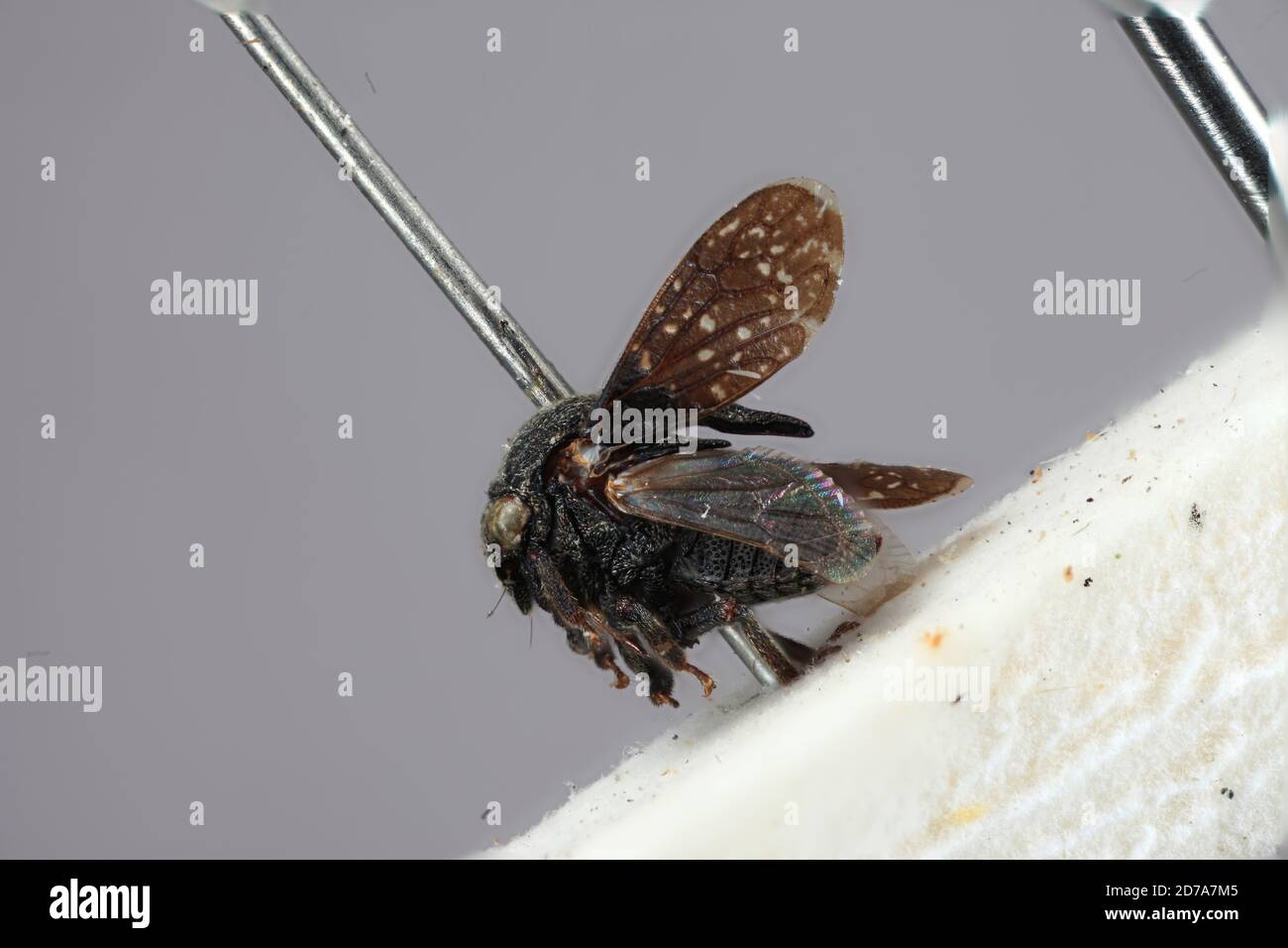 Borneo, Gargara ornata Funkhouser, 1929, Animalia, Arthropoda, Insecta ...