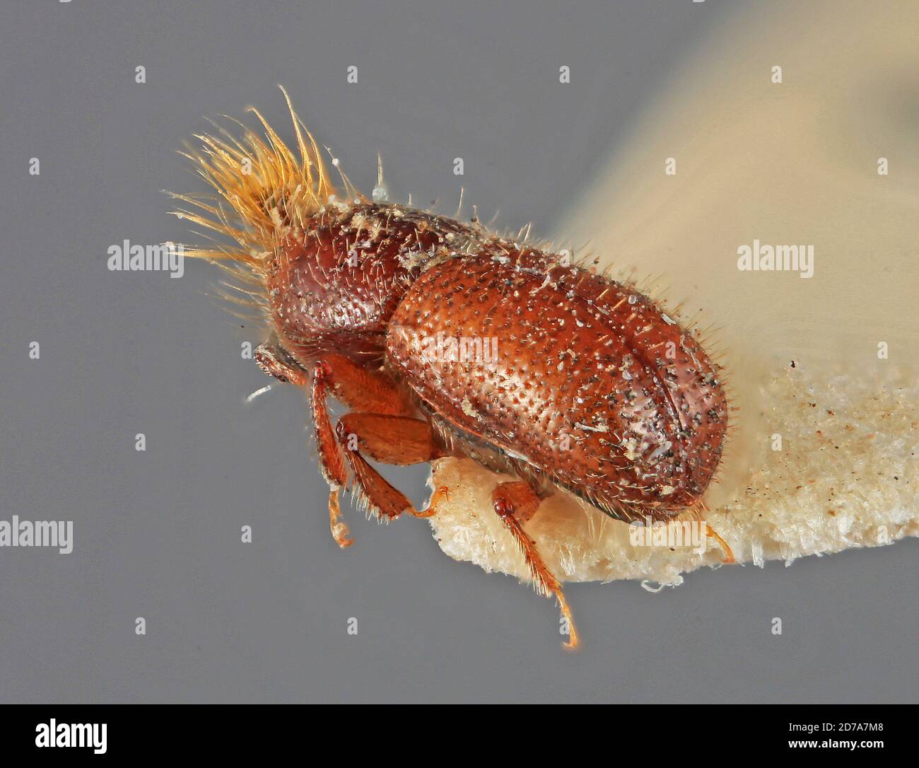 Pinned, Chikalda Melghat, C.P. N.C. Chatterjee 16-X-1936, Melghat ...