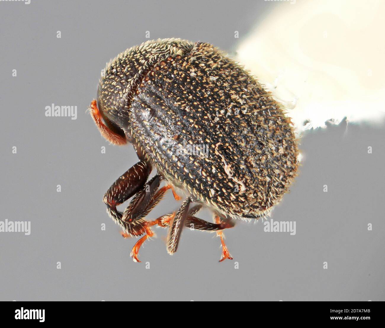 Pinned, Cerro Chipinque, Nuevo Leon, Mexico, Chramesus atkinsoni Wood ...