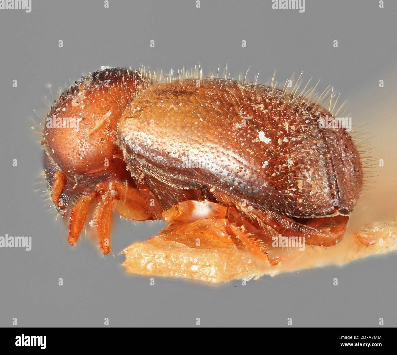 Indocryphalus machili wood hi-res stock photography and images - Alamy