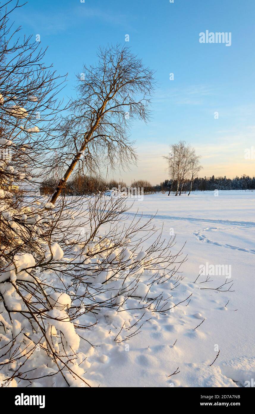 Frosty winter landscape with bare trees at sunrise Stock Photo - Alamy