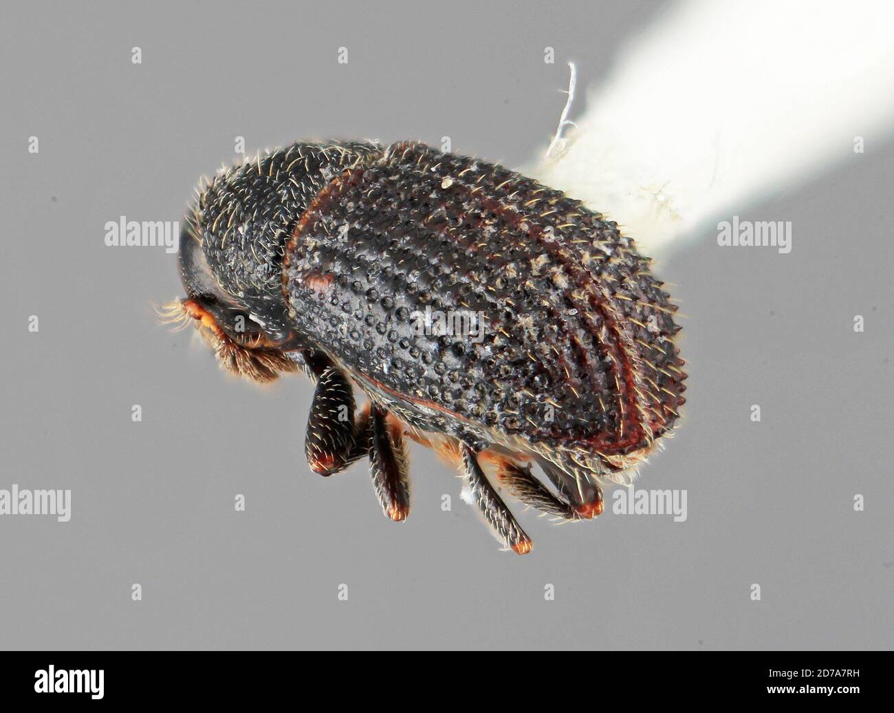 Phloeotribus nebulosus wood hi-res stock photography and images - Alamy