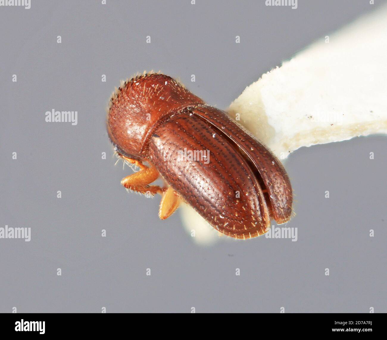 Pinned, Beverly, Limon, Costa Rica, Cryptocarenus lepidus Wood, 1971 ...