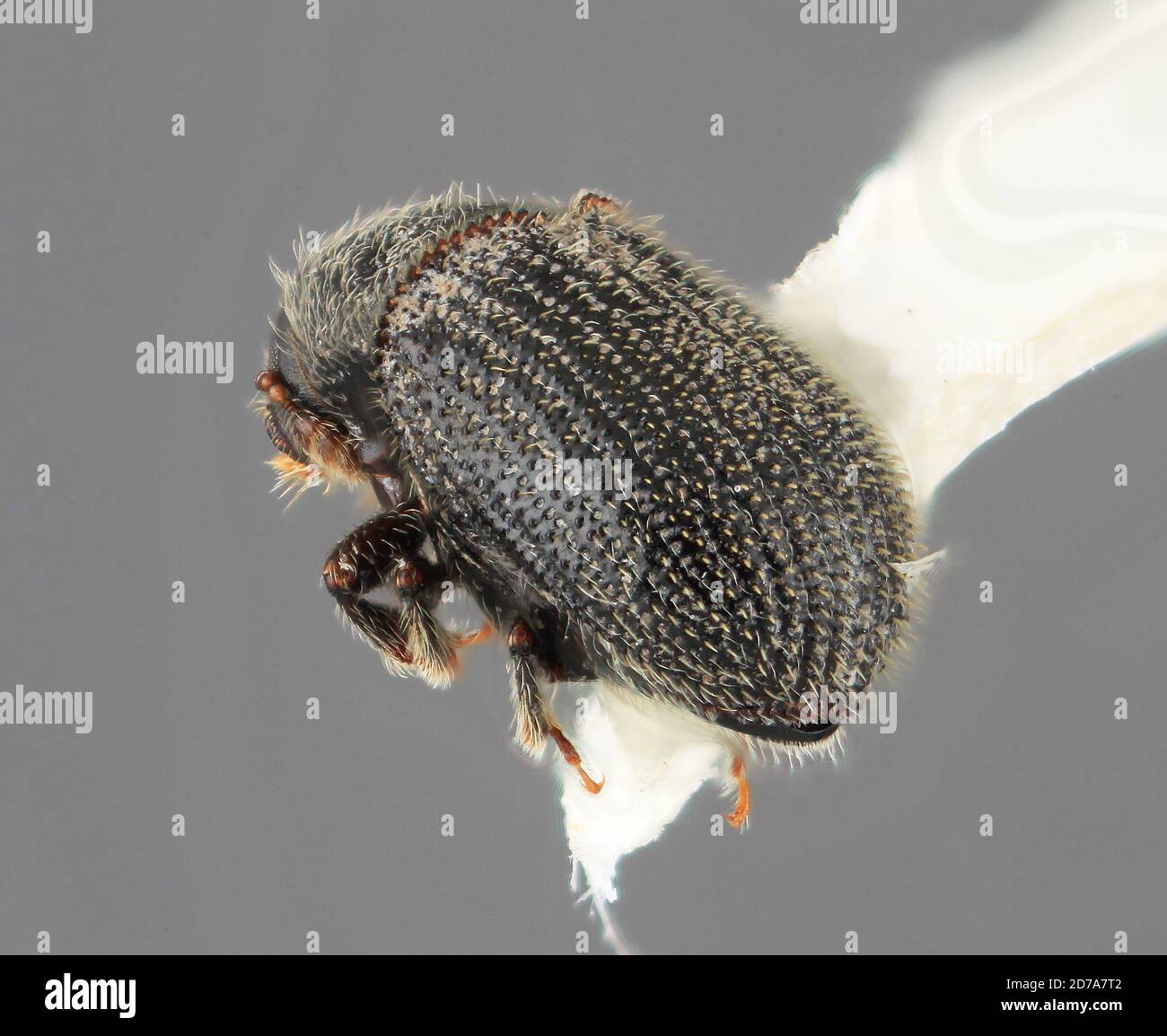 Pachuca 10mi E. Hdg, el. 8000ft SL Wood, Hidalgo, Mexico, Phloeotribus ...