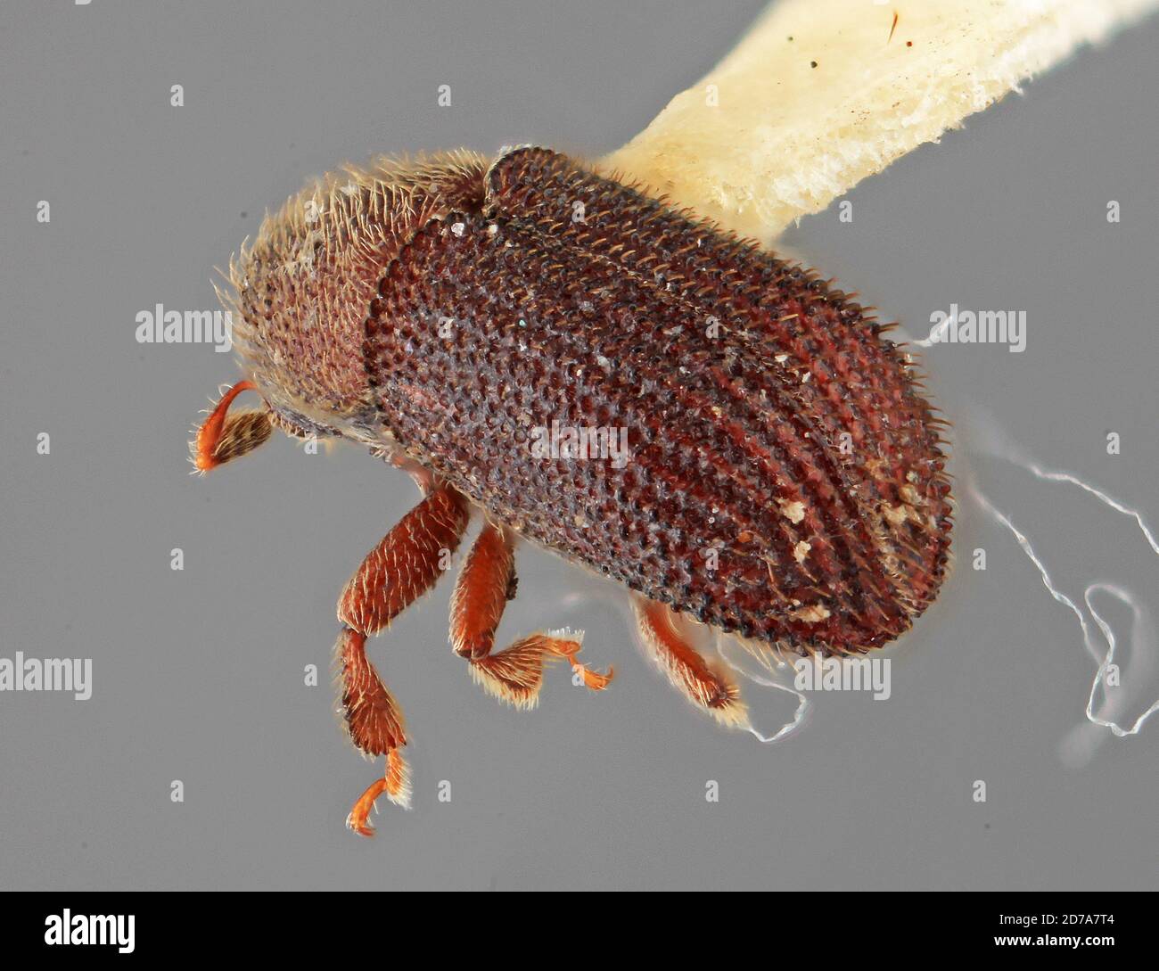 Phloeotribus destructor wood hi-res stock photography and images - Alamy