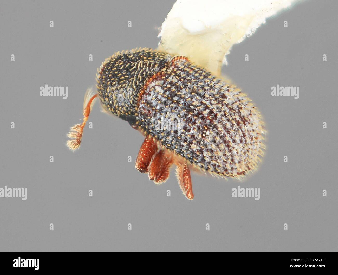 Pinned, Zamorano, Francisco Morazan, Honduras, Phloeotribus opimus Wood ...