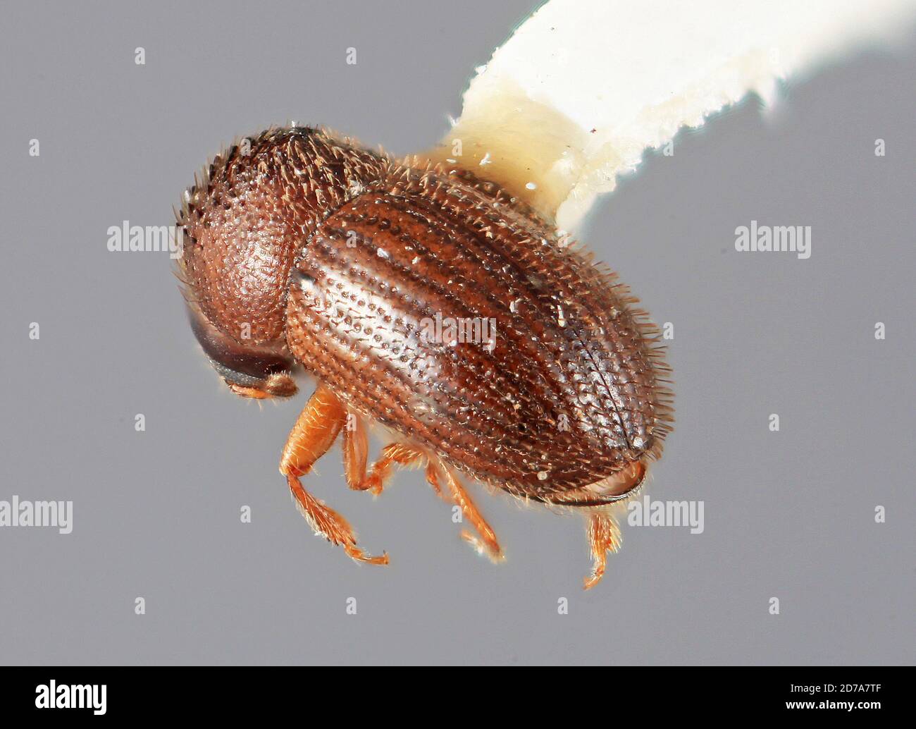 Pinned, Santa Ana, S.J. 4000ft VIII-1-1963 S.L.W., San Jose, Costa Rica ...