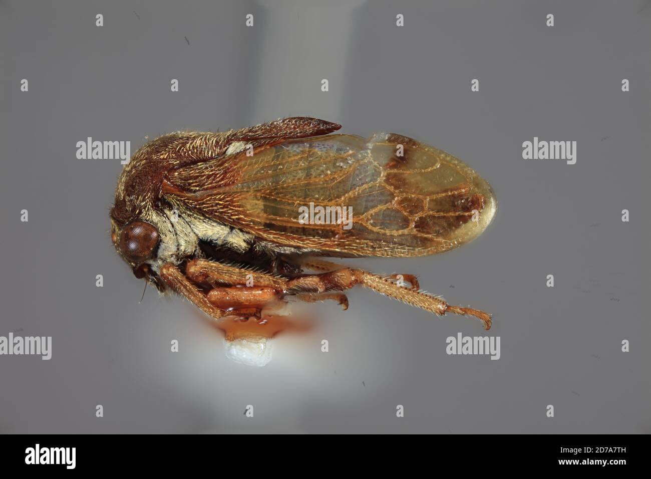 Island of Penang, Pulau Pinang, Malaysia, Gargara penangi Funkhouser ...