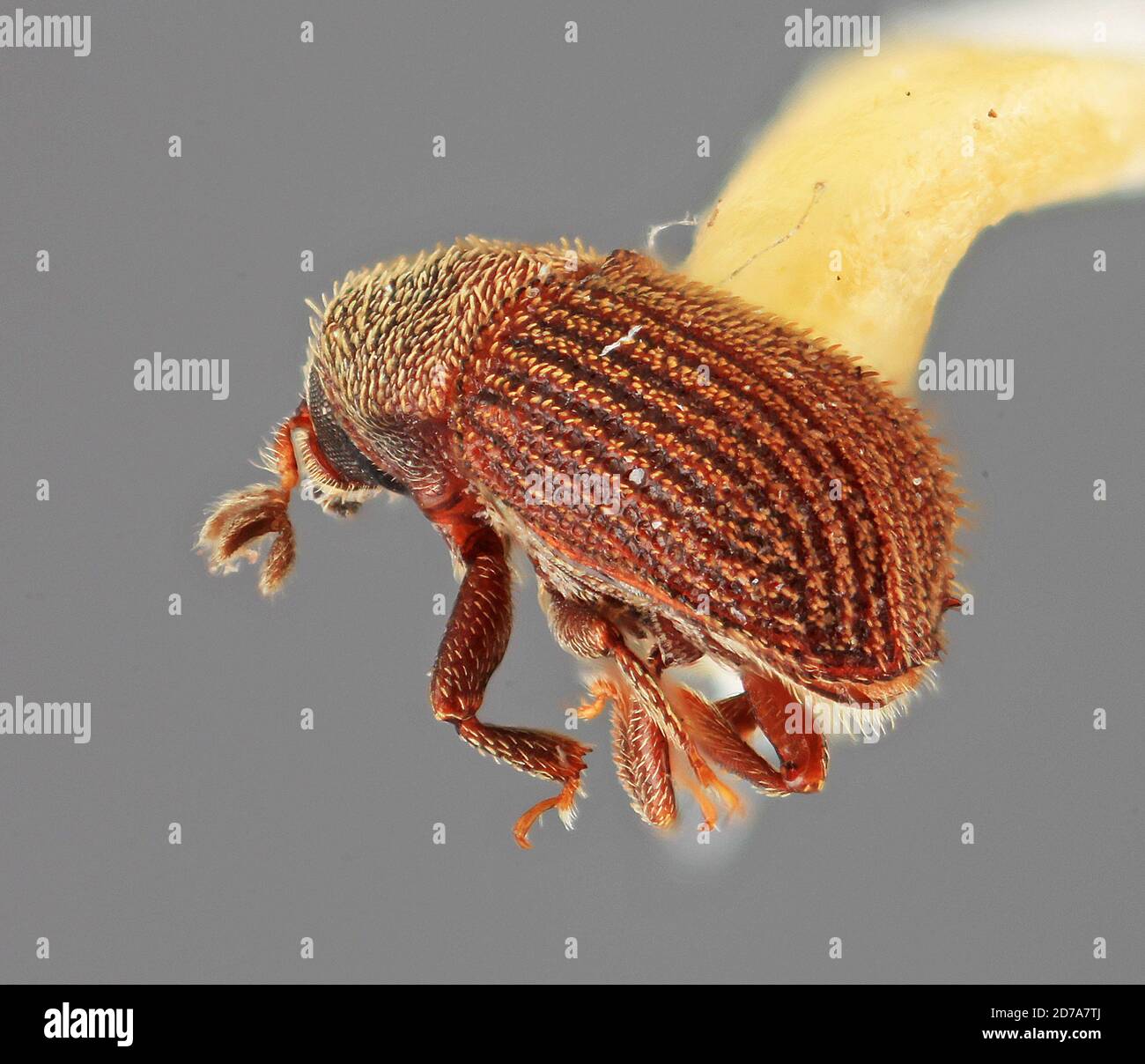 Phloeotribus hystrix wood hi-res stock photography and images - Alamy