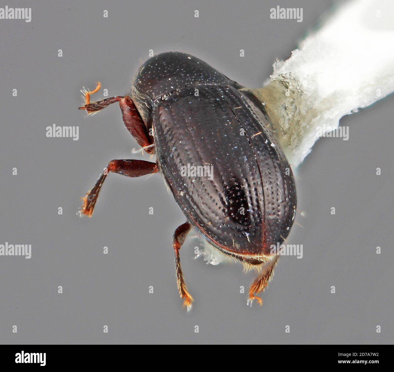 Carbonera experimental forest hi-res stock photography and images - Alamy