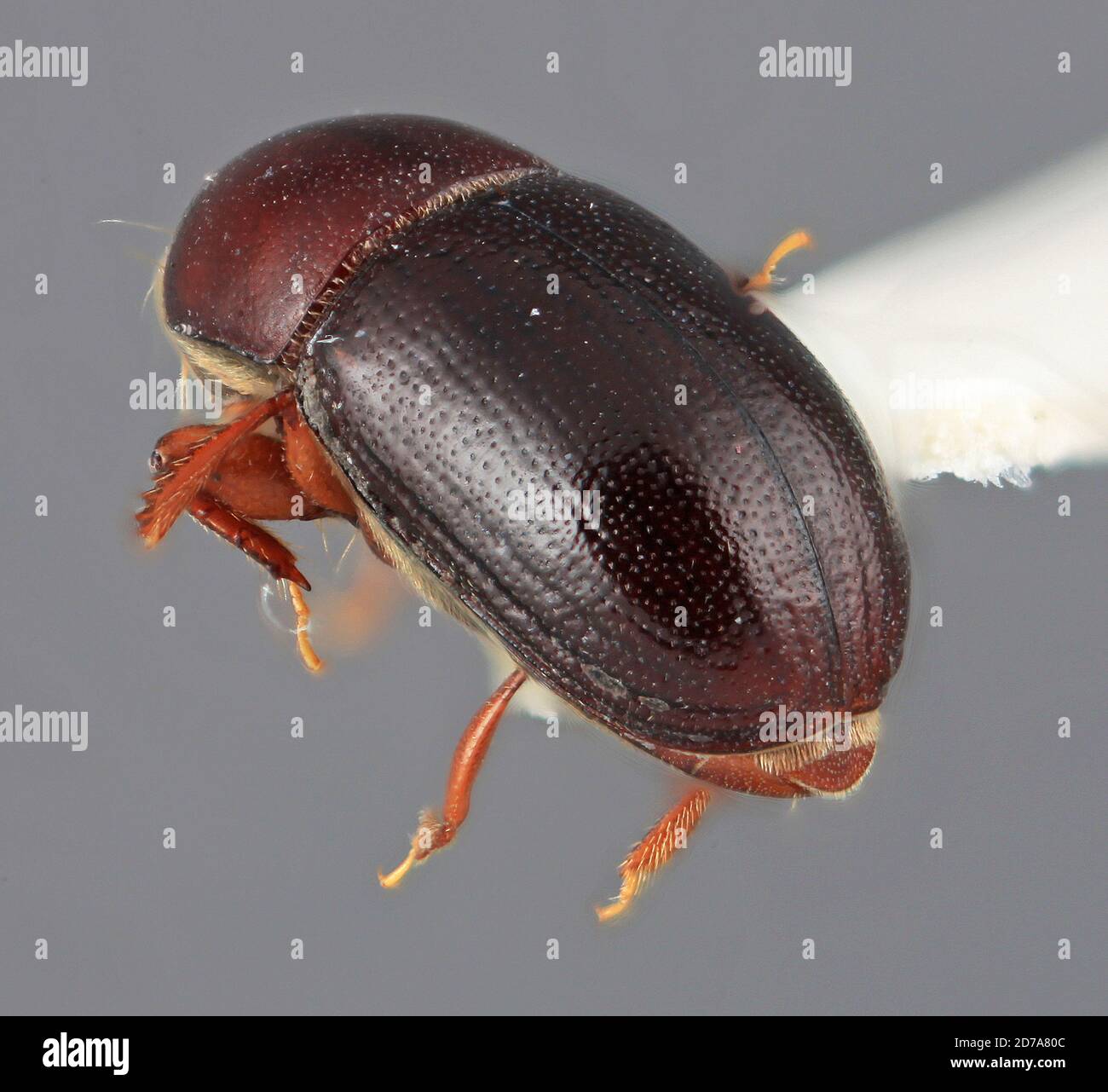 Pinned, Tapanti Cart. Costa Rica 4000ft X-24-1963 SL Wood, Cartago ...