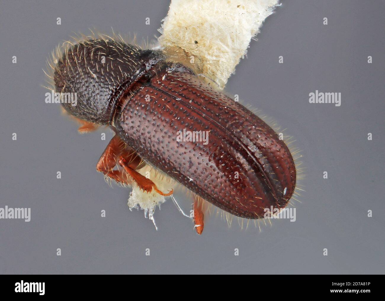 Dendrocranulus limbellus wood hi-res stock photography and images - Alamy
