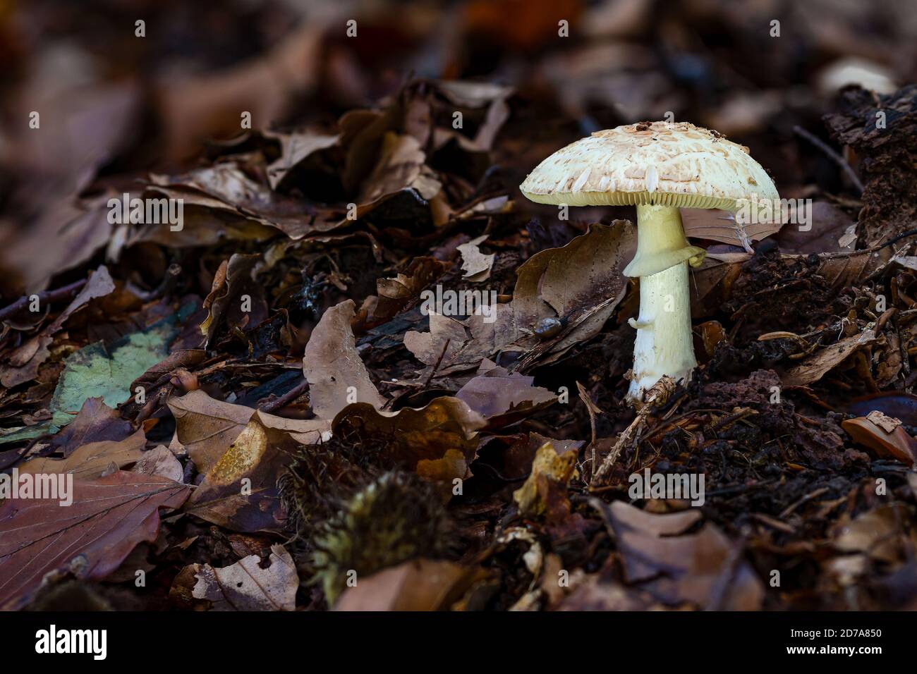 False death cap or Citron Amanita Amanita citrina is a basidiomycotic ...