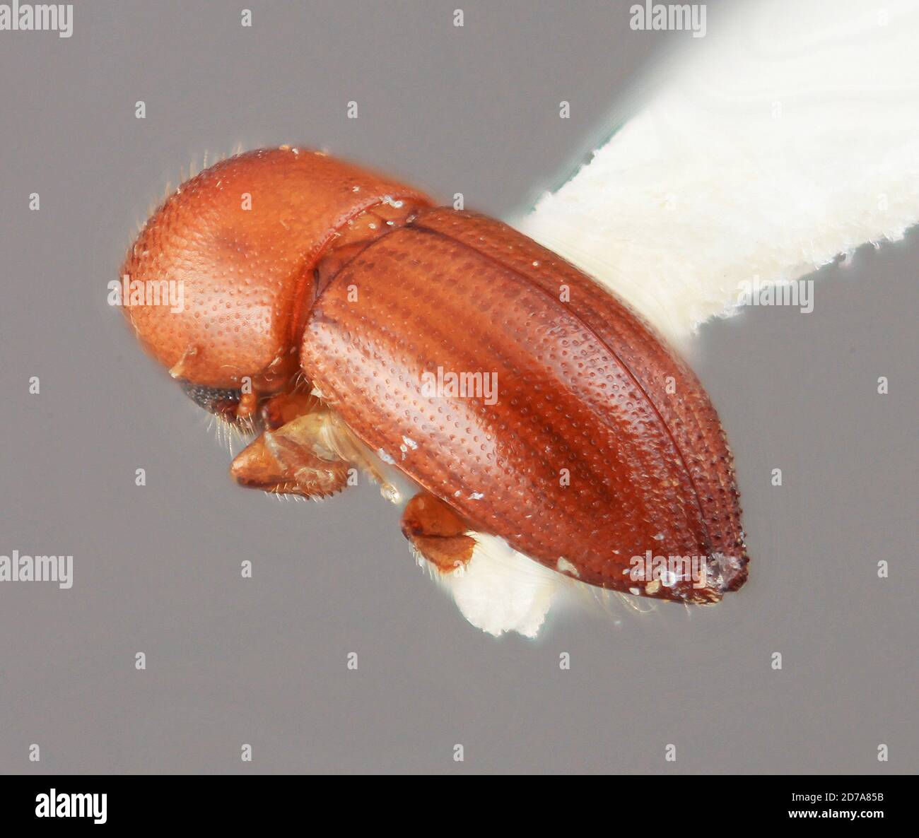 Pinned, Carumbe San Pedro I-1971 R. Goldbach, San Pedro, Paraguay ...