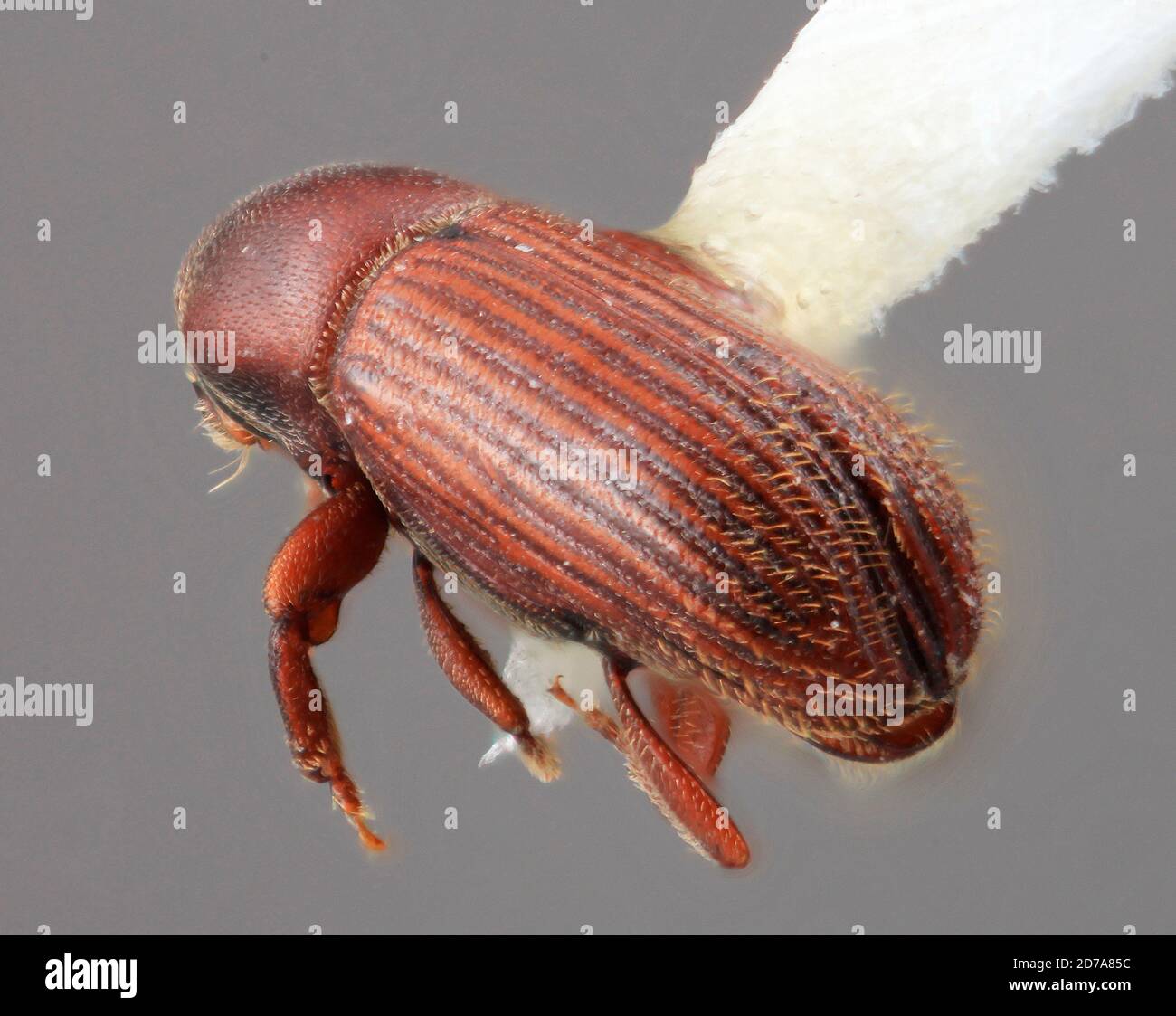 Pinned, La Carbonera Experimental Forest, Merida, Venezuela, Cnesinus ...