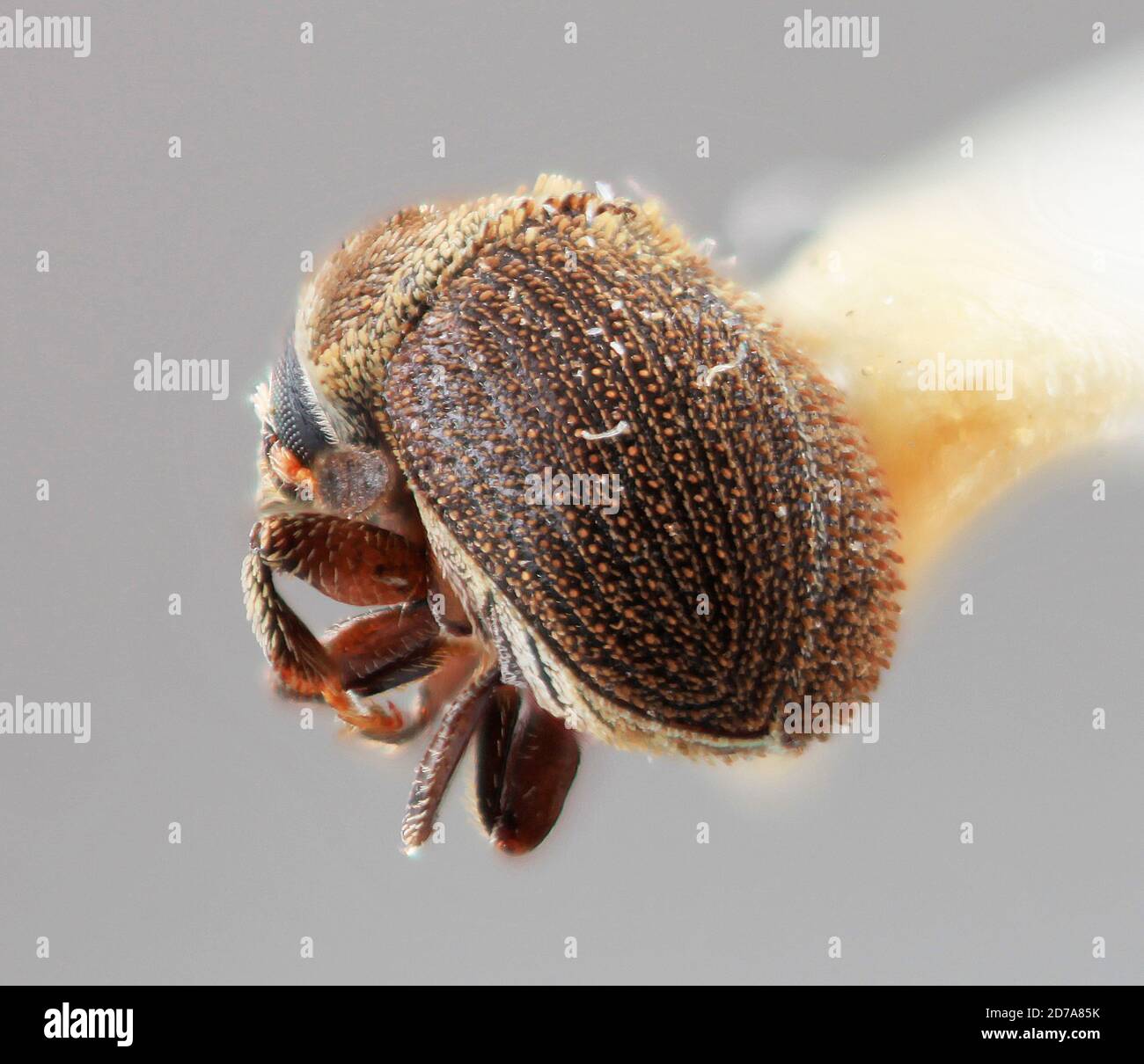 Chaetophloeus phorodendri wood hi-res stock photography and images - Alamy