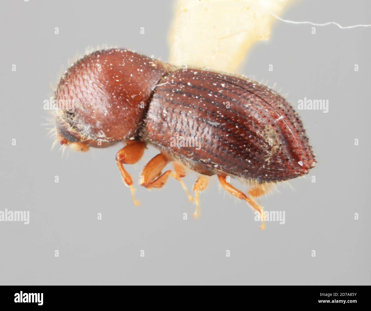 Xyleborus incultus wood hi-res stock photography and images - Alamy
