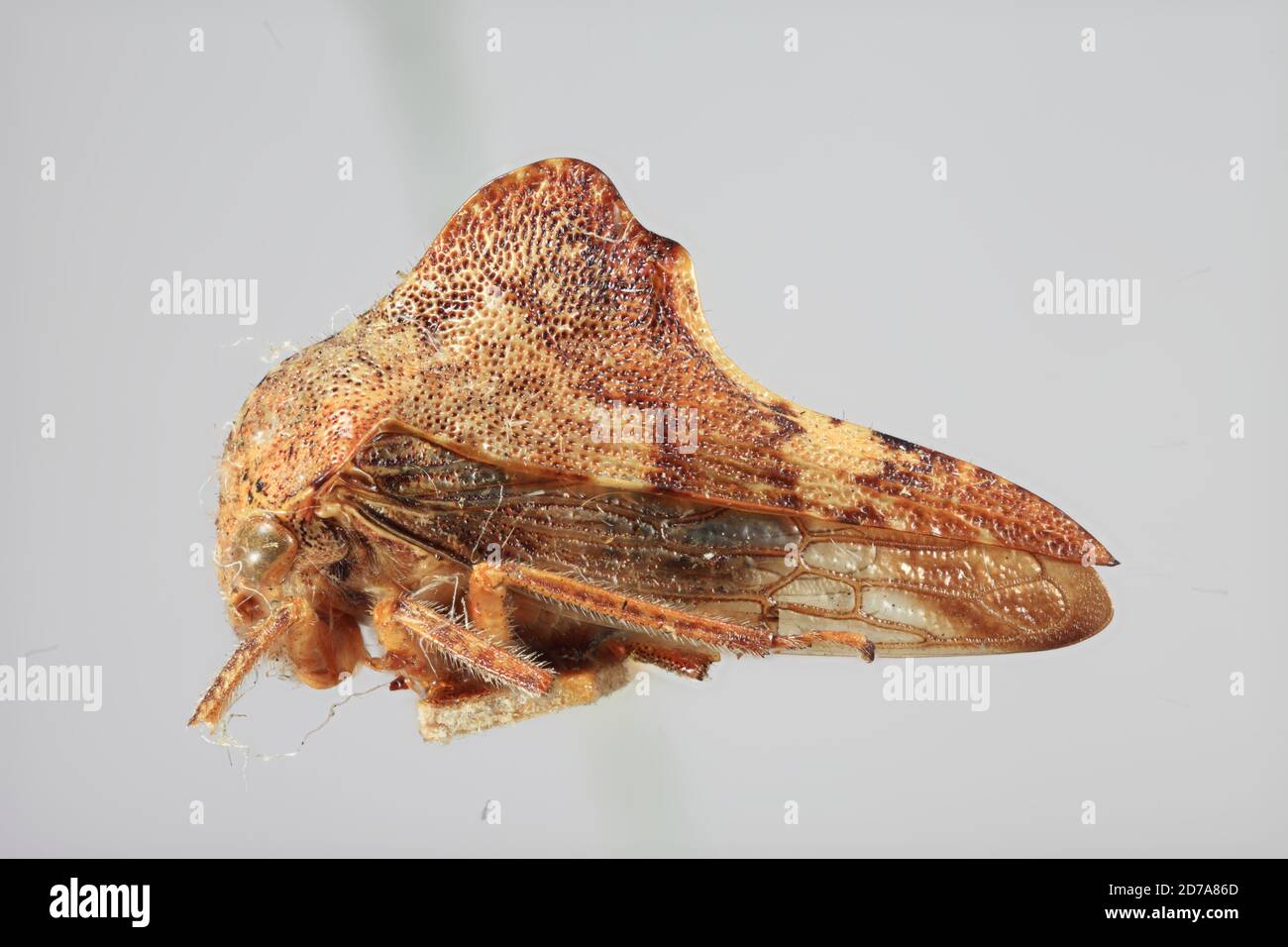 Poroma, Heliria gemma Ball, Animalia, Arthropoda, Insecta, Hemiptera ...