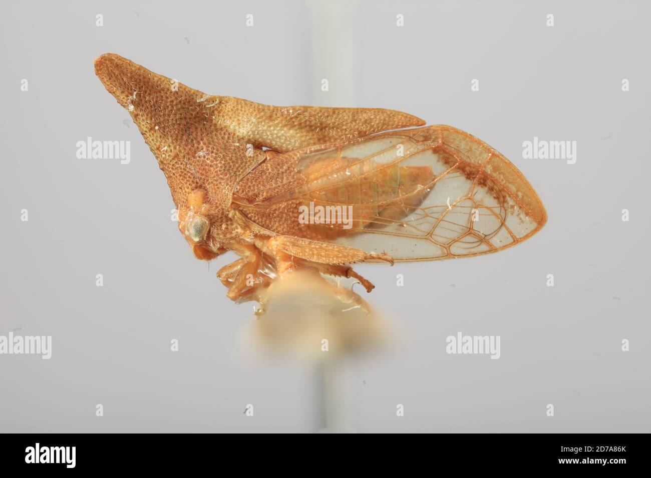 Guayabamba, Amazones, Peru, Amazonas, Peru, Lycoderes luteus Funkhouser ...