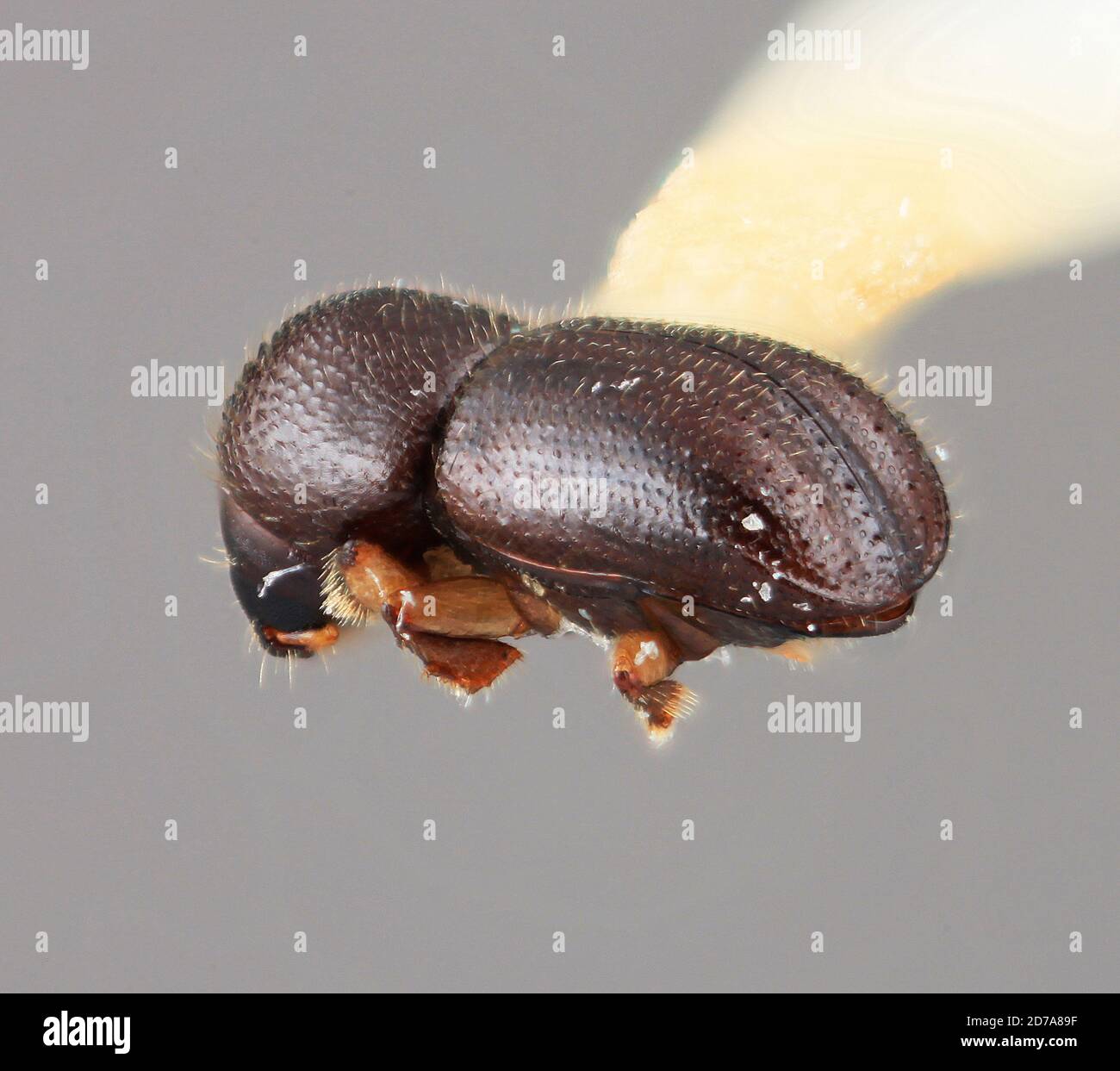 Pinned, Isla de Caño, Puntarenas, Costa Rica, Ambrosiodmus paucus Wood ...