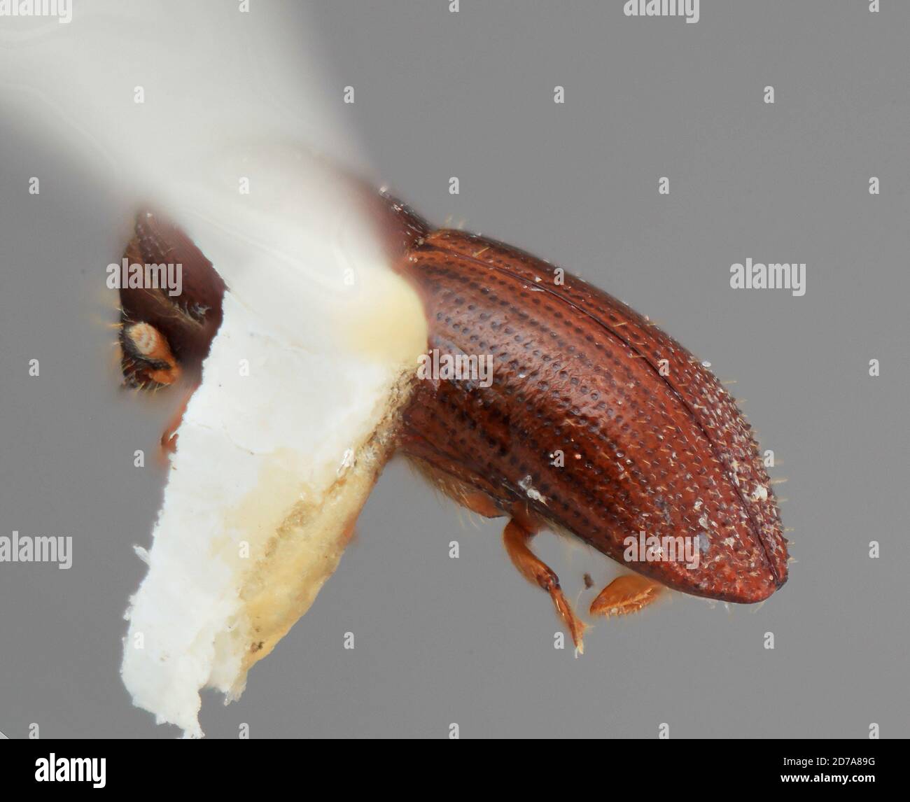 Pinned, Tapanti, Cartago, Costa Rica, Xyleborus concentus Wood, 1974 ...