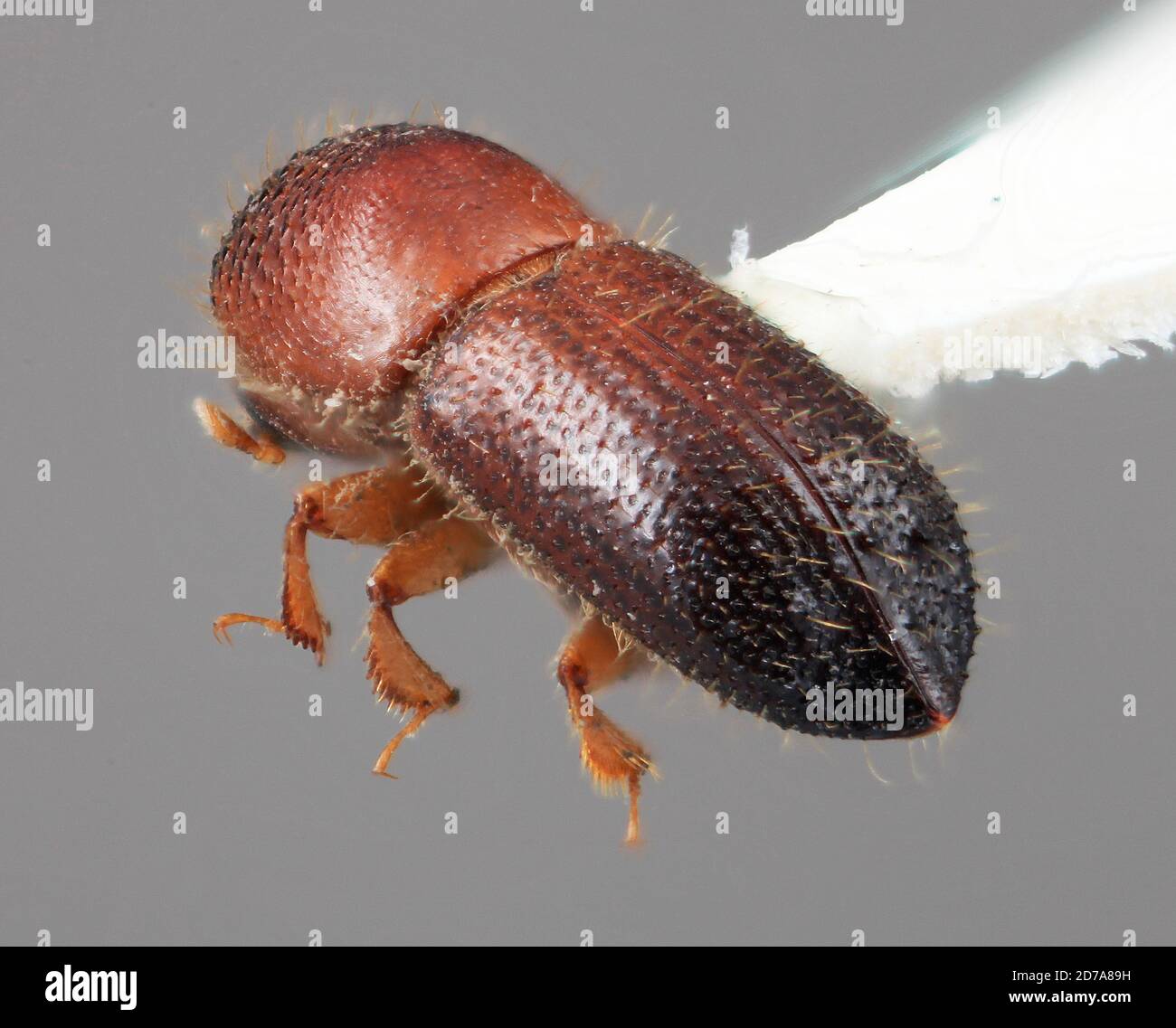 1966 animalia hi-res stock photography and images - Alamy