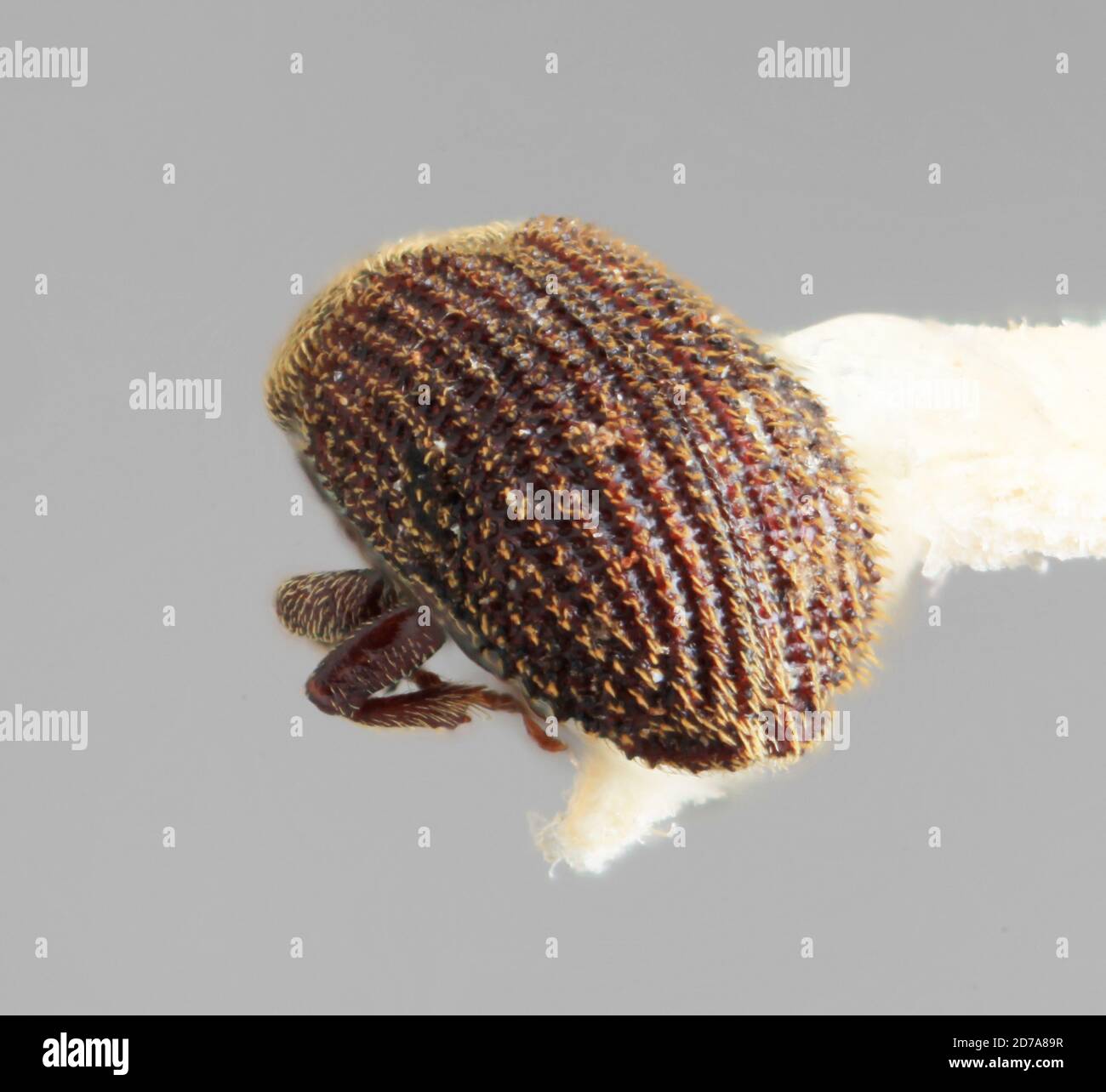 Pinned, (Asian Characters) - 1962-V-7, Xishuangbanna, Yunnan, China ...