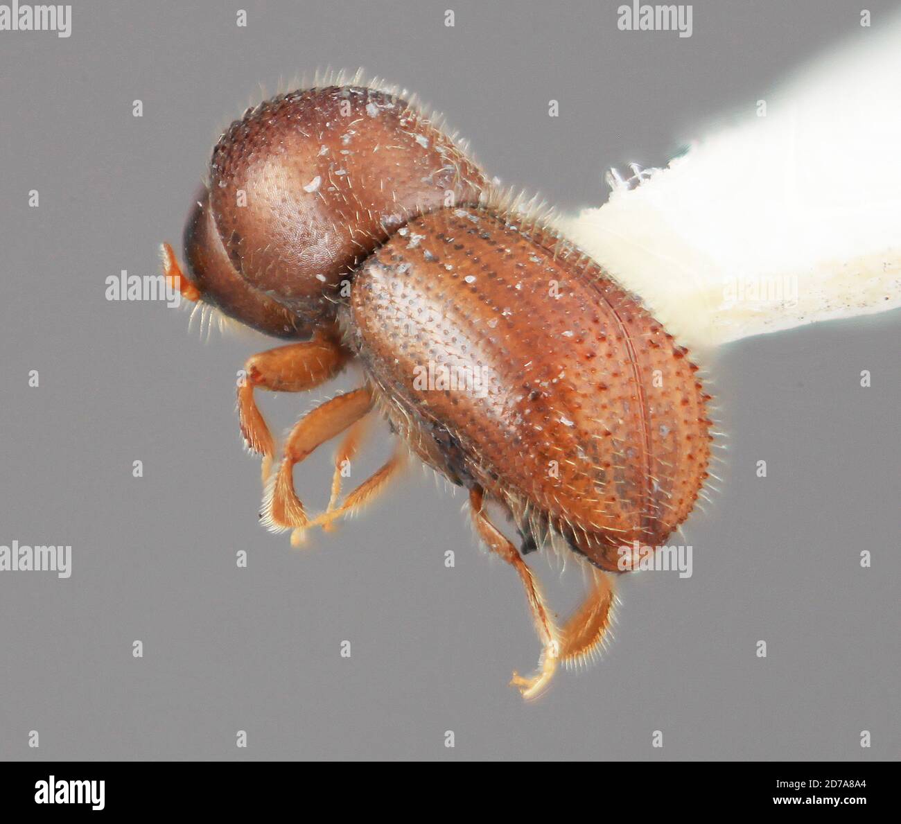 Pinned, 24 km (15 mi) W. Ameria, Colima, Mexico, Xyleborus palatus Wood ...