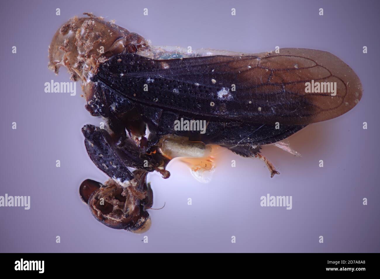 Napo R., Ecuador, Notocera alata Goding, Animalia, Arthropoda, Insecta ...