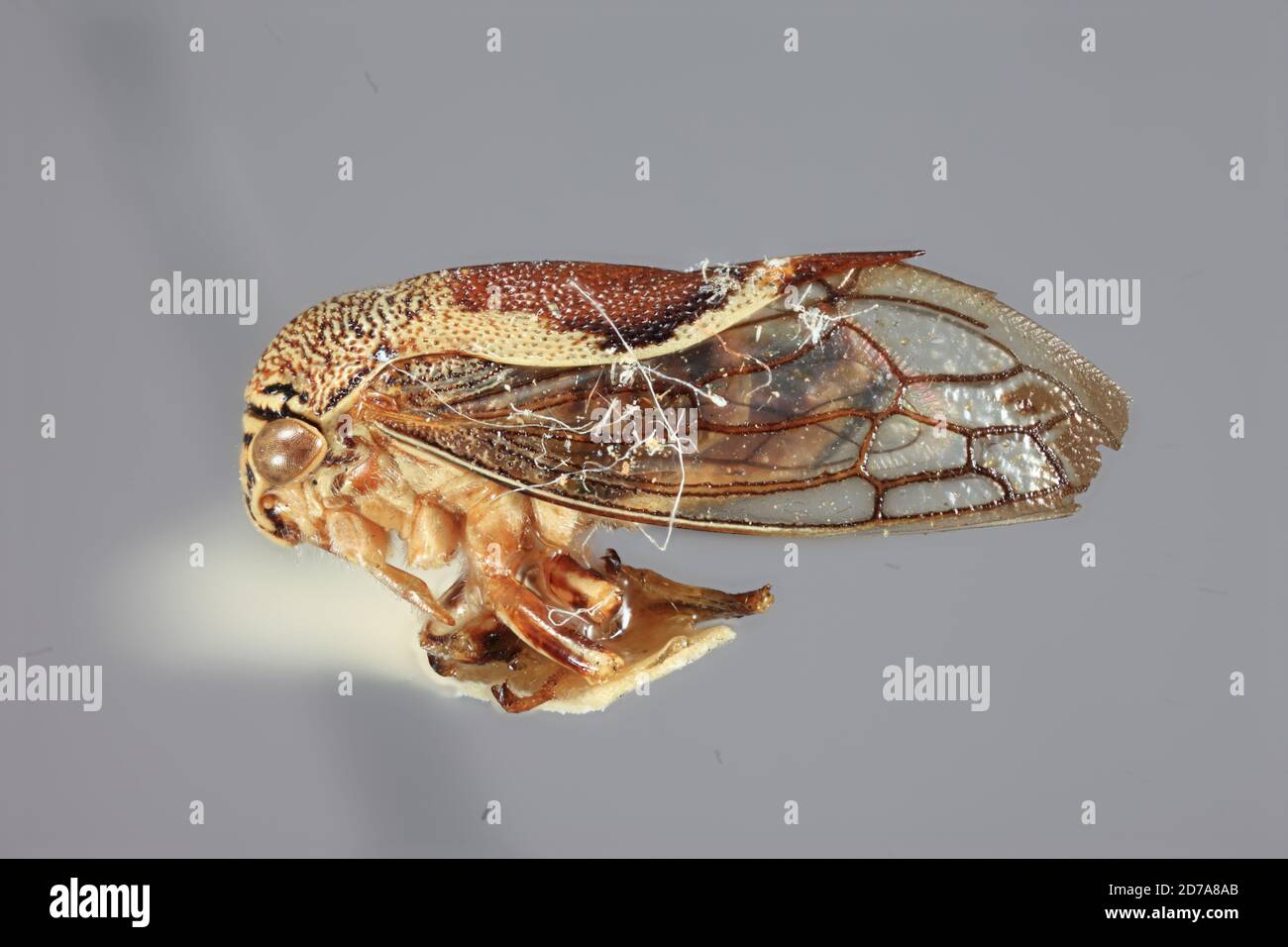 Ophiderma panda ball hi-res stock photography and images - Alamy