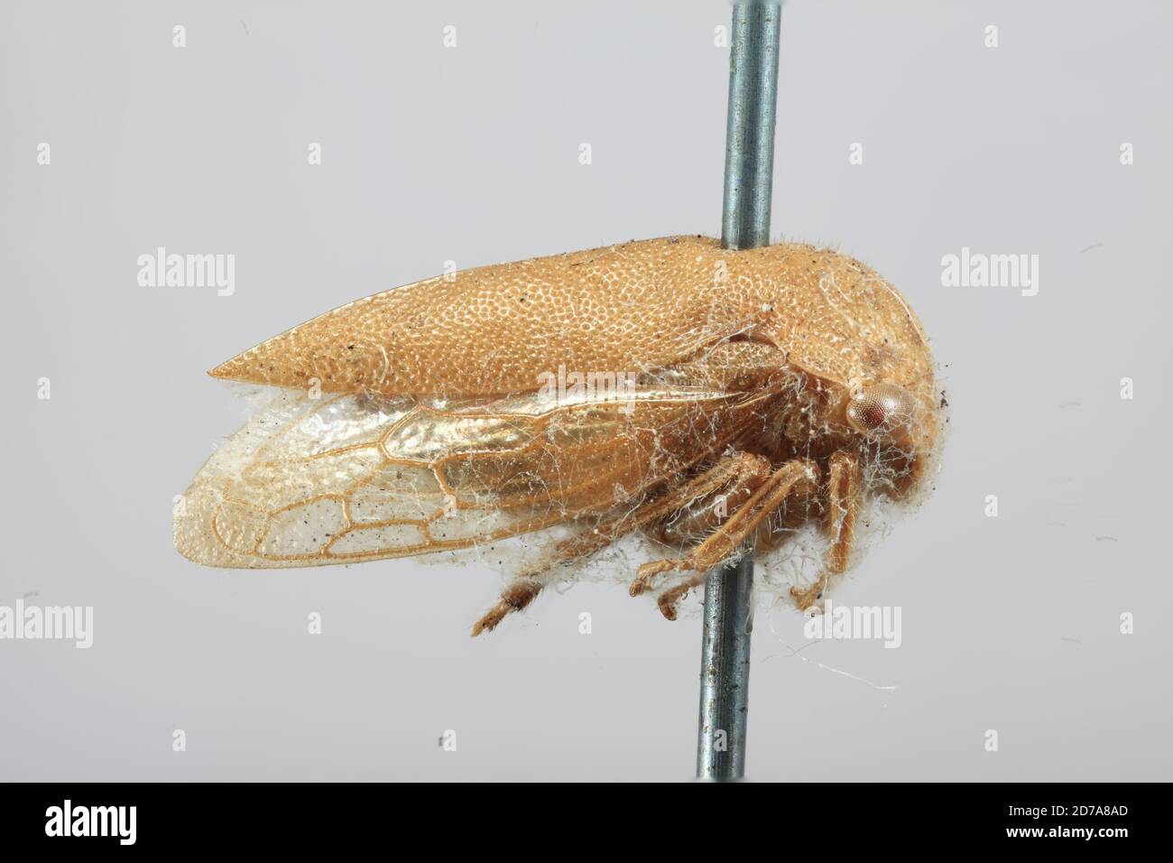 Ophiderma flava goding hi-res stock photography and images - Alamy