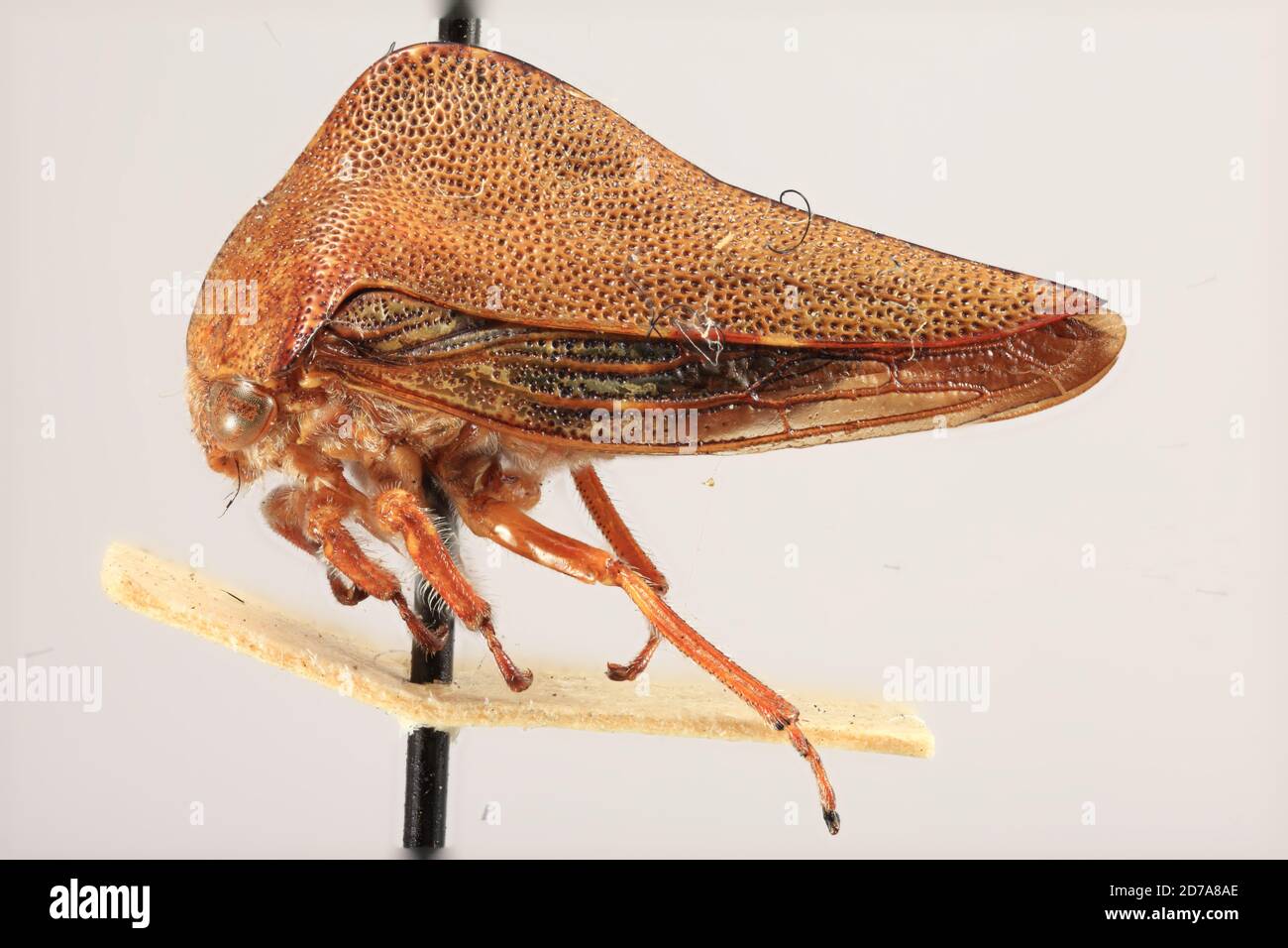 Palonica deserta plummer hi-res stock photography and images - Alamy