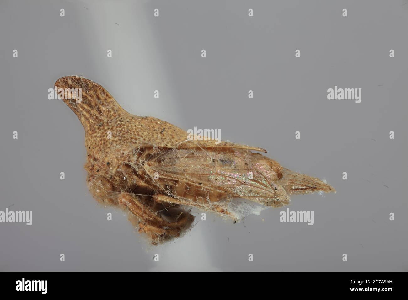 1892 animalia hi-res stock photography and images - Alamy