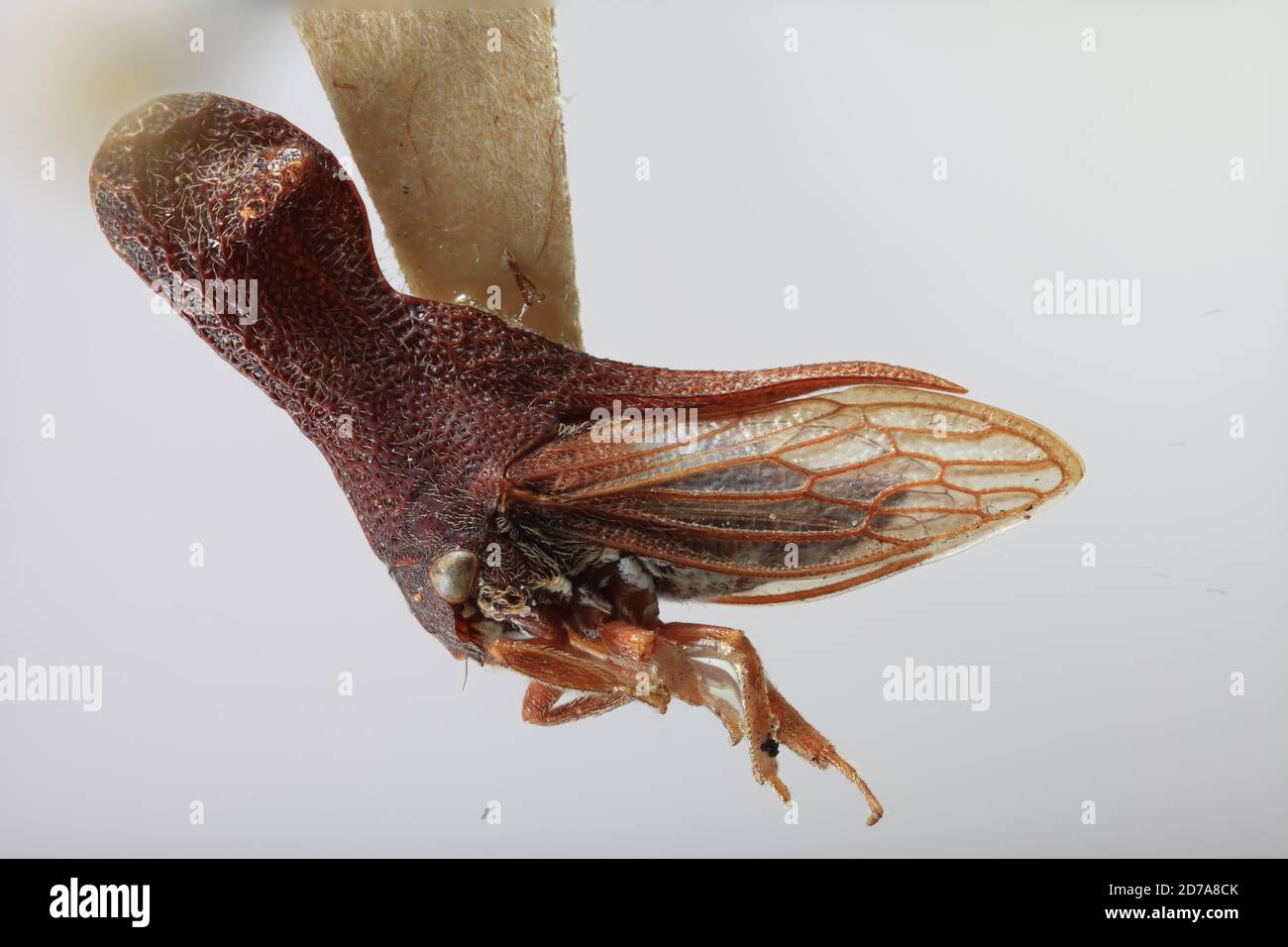 Iwa bi, Hainan Id, China, Pyrgonota arborea Funkhouser, 1937, Animalia ...