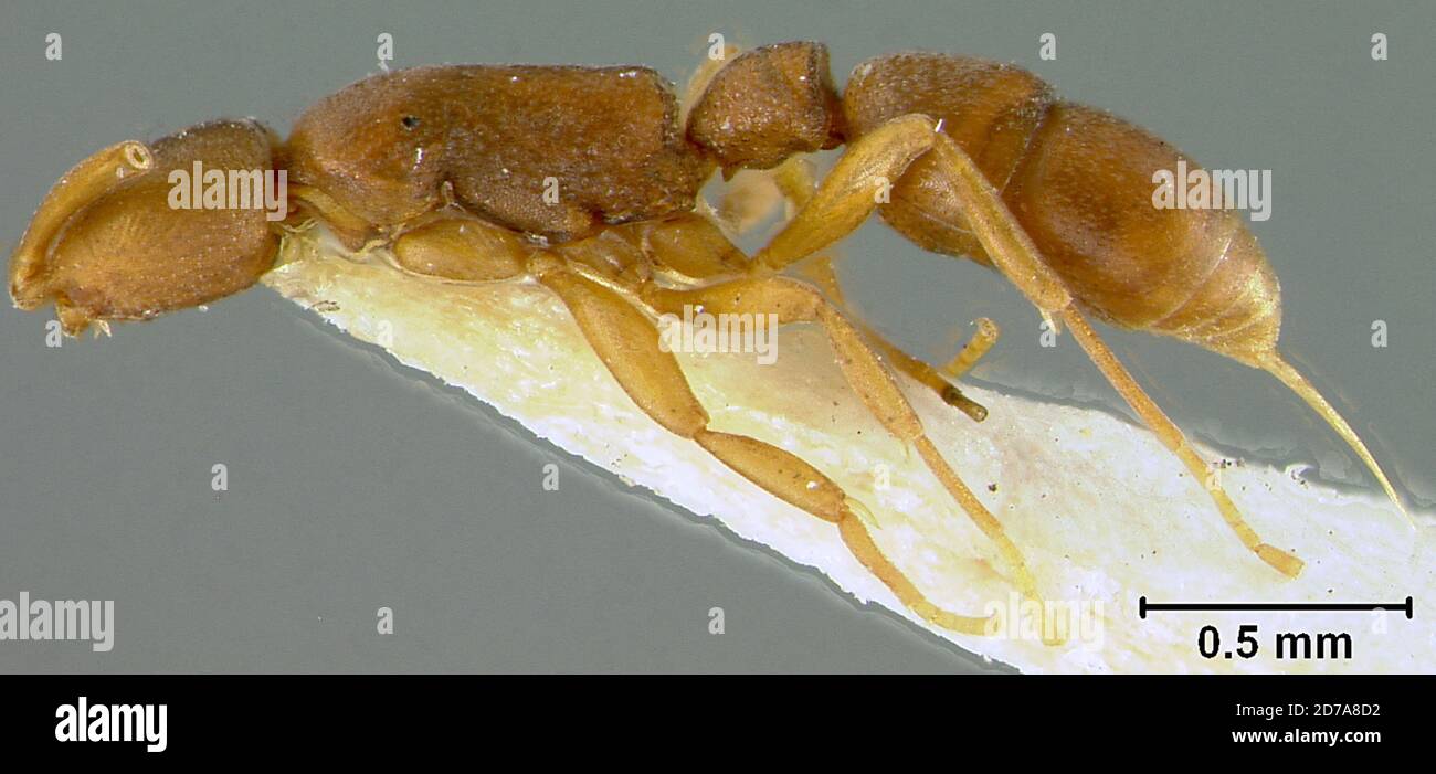 Buitenzorg, Indonesia, Probolomyrmex dammermani Wheeler, 1928, Animalia ...