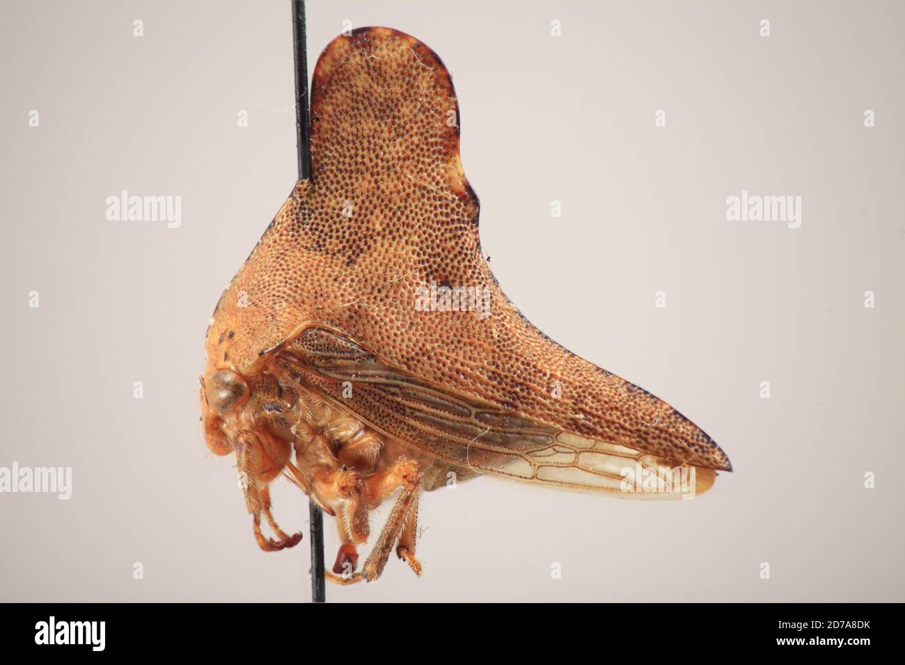 Spring Creek, Georgia, United States, Telamona alta Funkhouser, 1915 ...