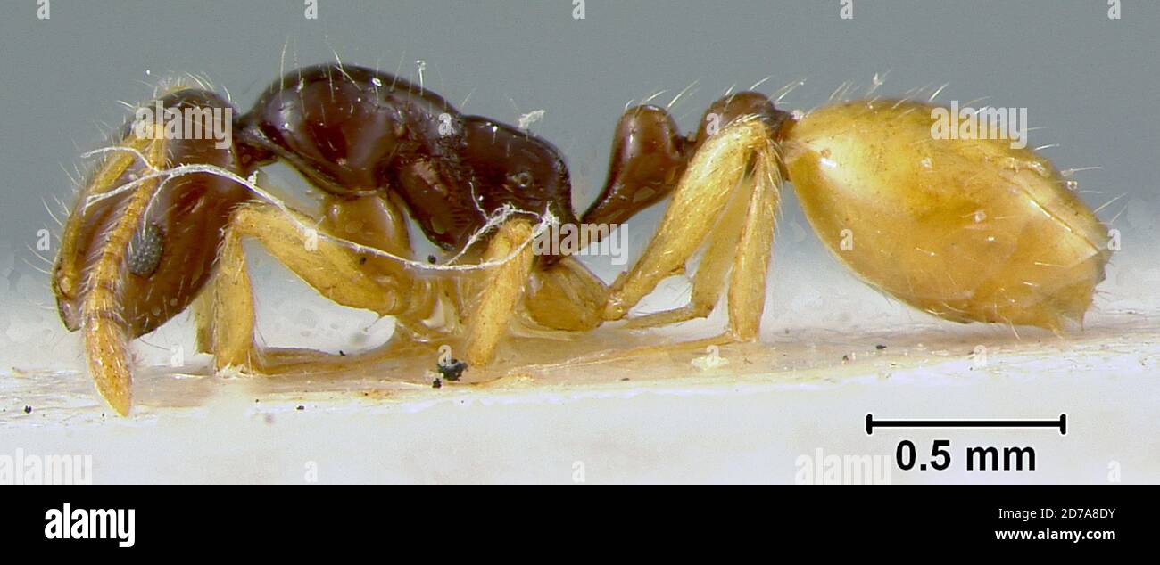 New Caledonia, France, Monomorium croceiventre Emery, 1914, Animalia ...