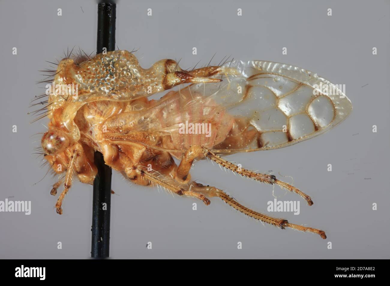 Poppea delicata plummer hi-res stock photography and images - Alamy