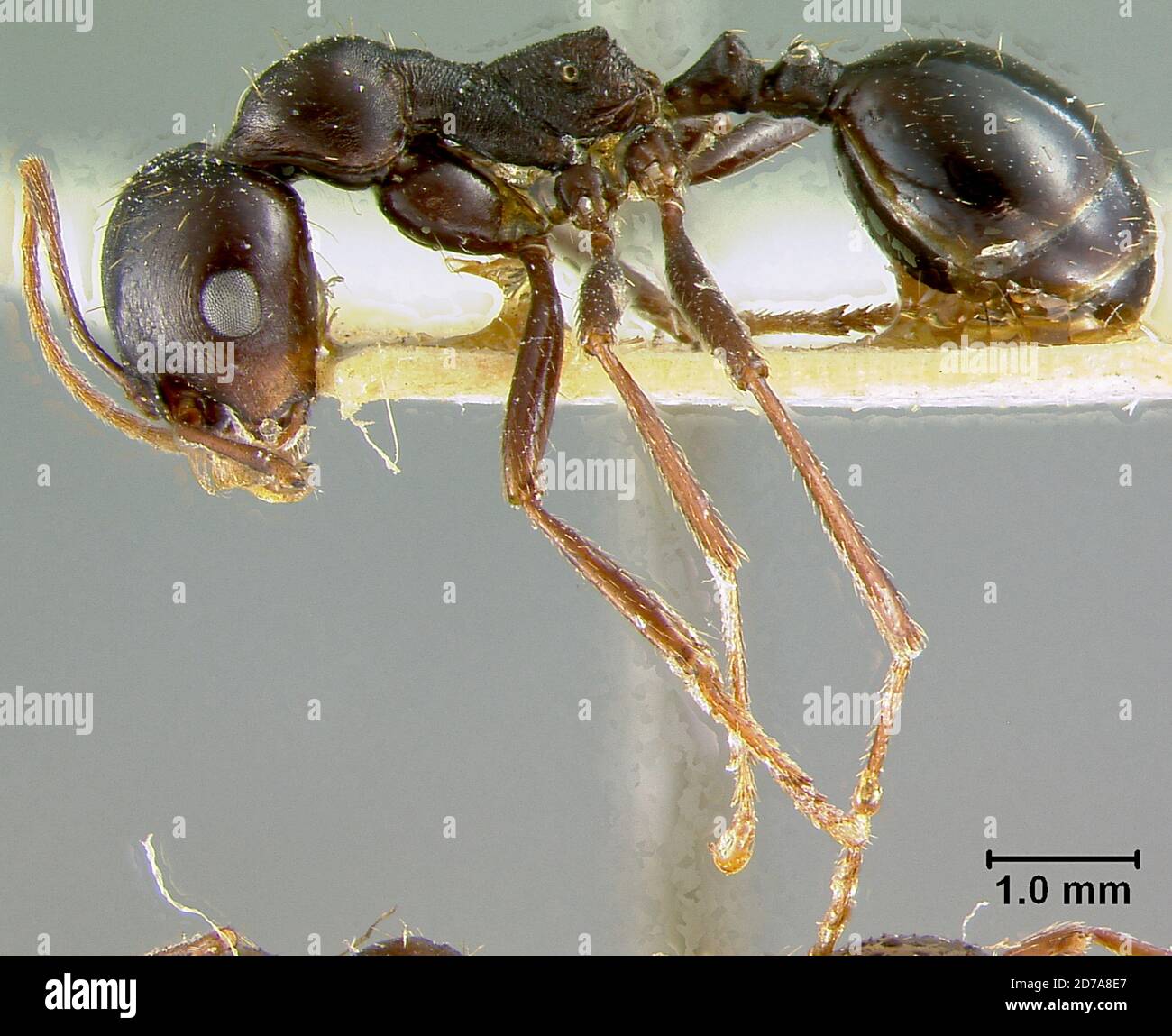 Messor denticornis forel hi-res stock photography and images - Alamy